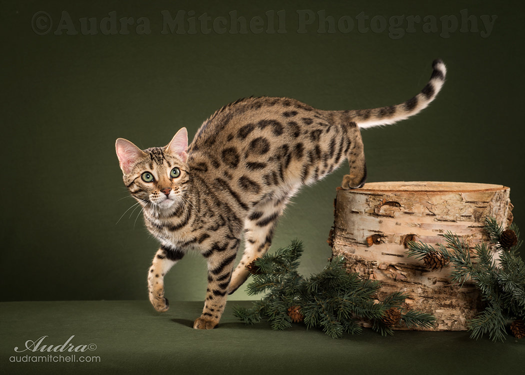 Fine Art Cat Photography - Audra Mitchell Photography