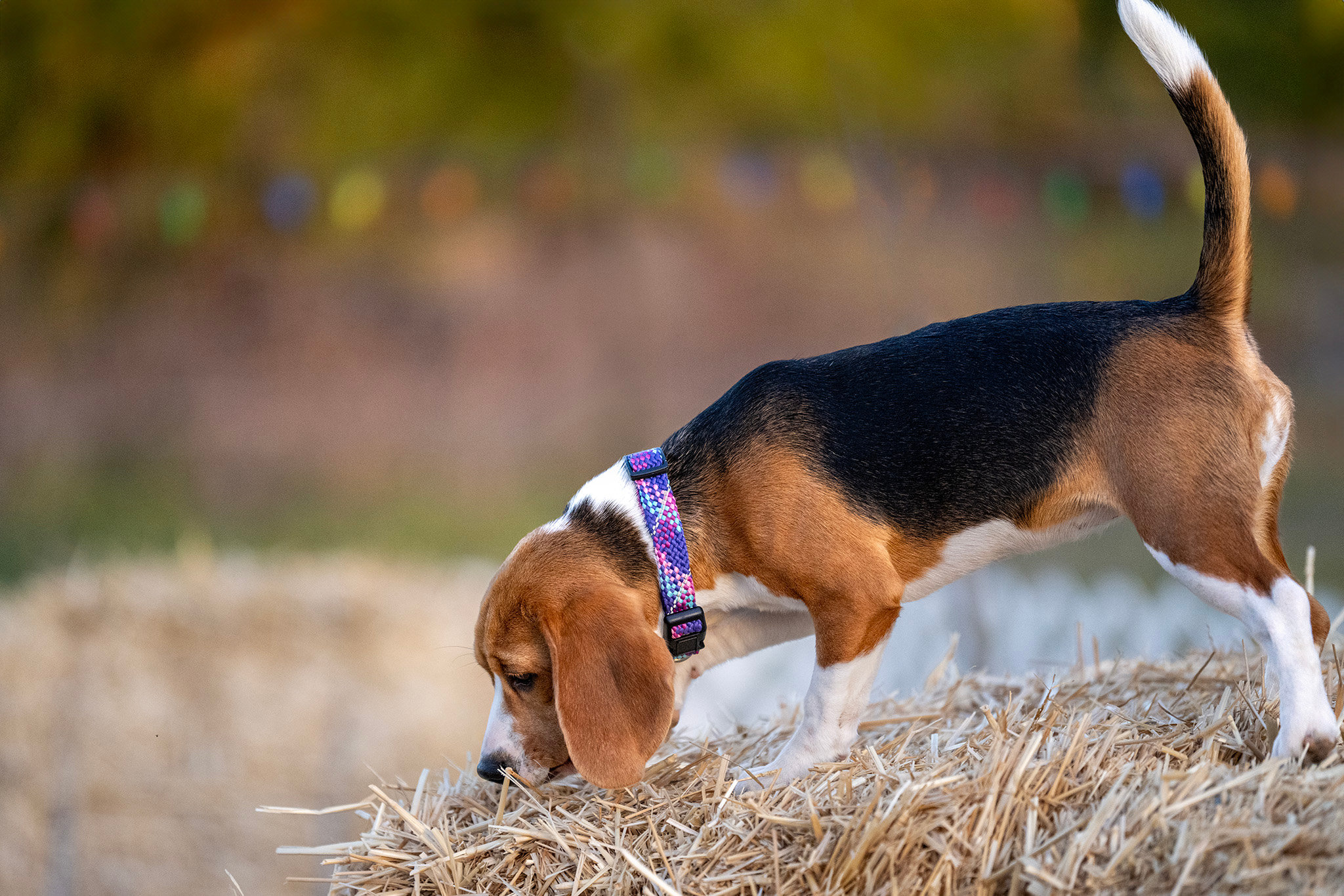 Benefits of Scent Work for Dogs and Classes in Las Vegas