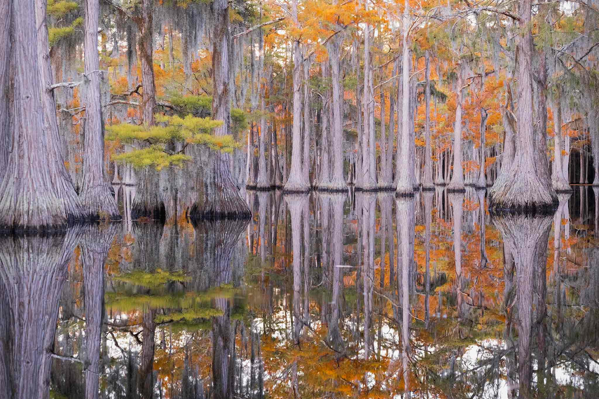 Cypress Dreams 3 - Rob Strain Fine Art Photography & Workshops