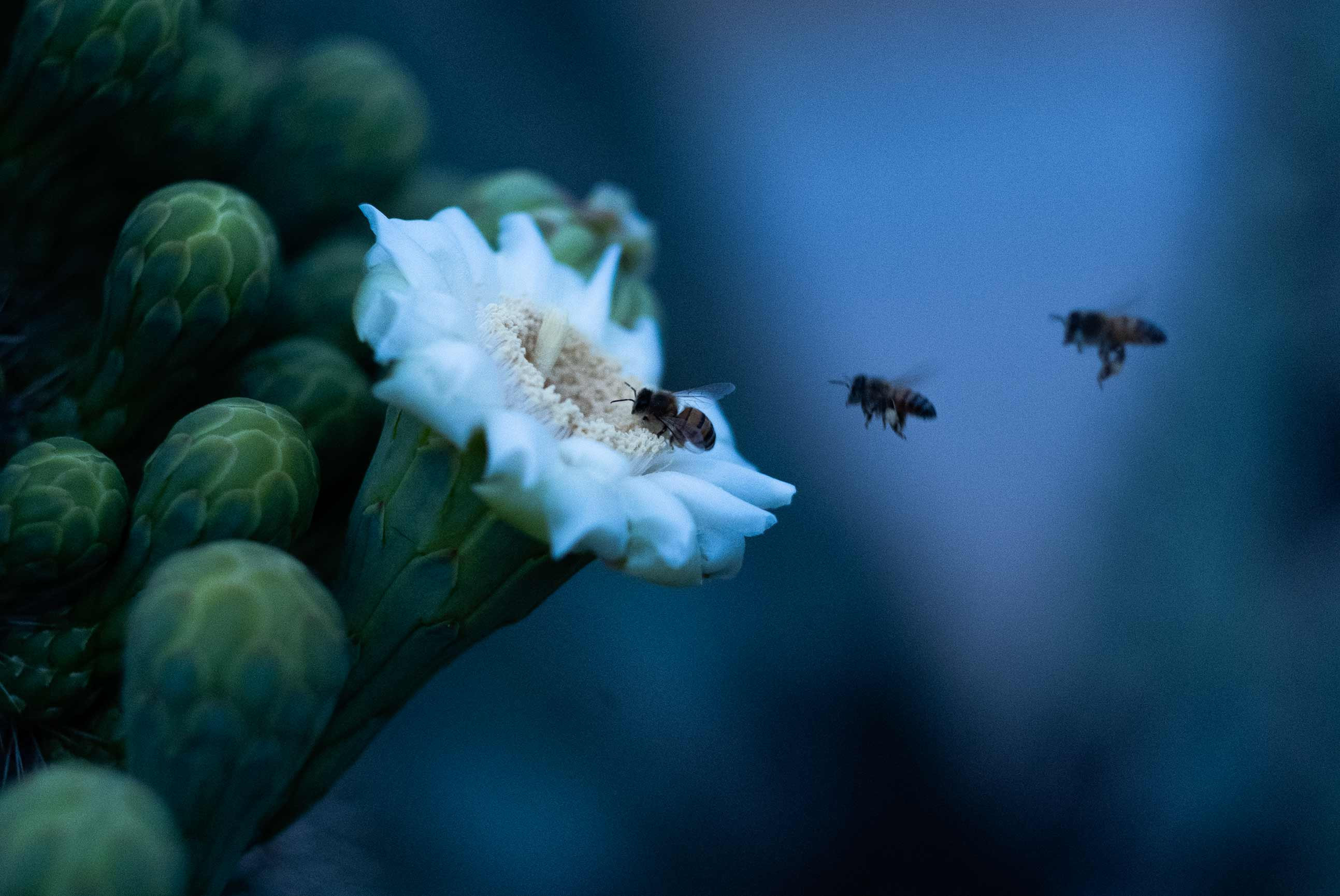 RULES & FRAMES - Rob Strain Fine Art Photography & Workshops