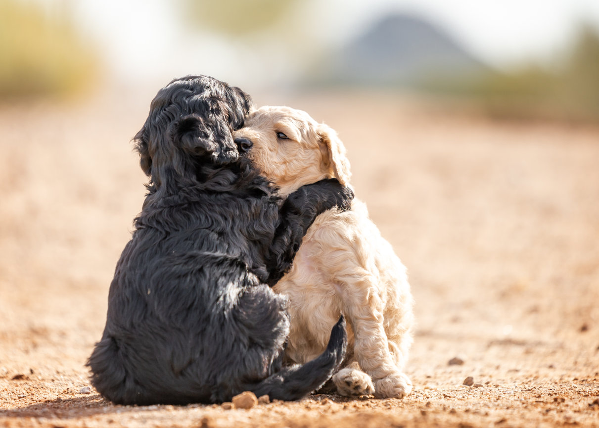 Phoenix Area Dog Photographer