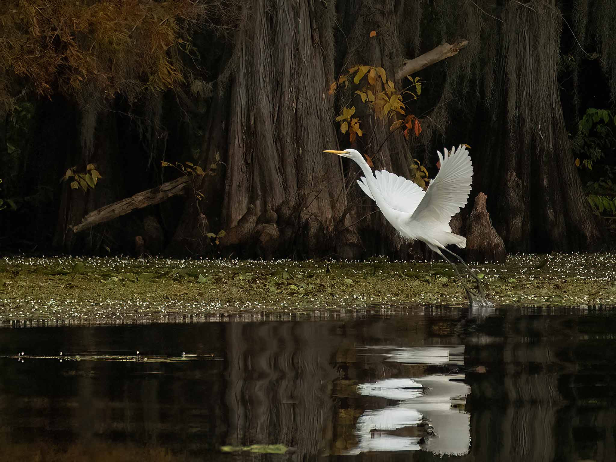 CADDO LAKE PHOTO WORKSHOP DETAILS - Rob Strain Fine Art Photography ...