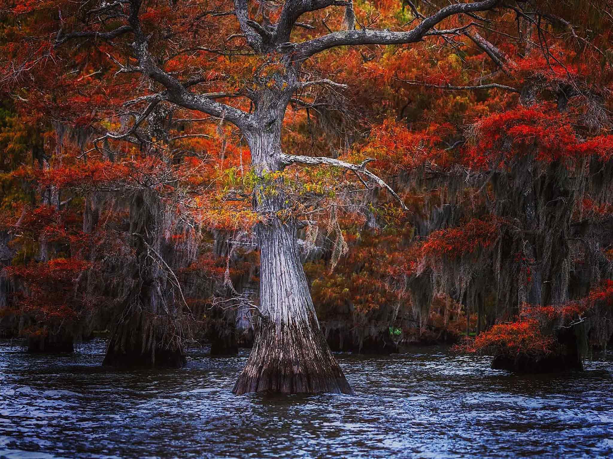 CADDO LAKE PHOTO WORKSHOP DETAILS - Rob Strain Fine Art Photography ...