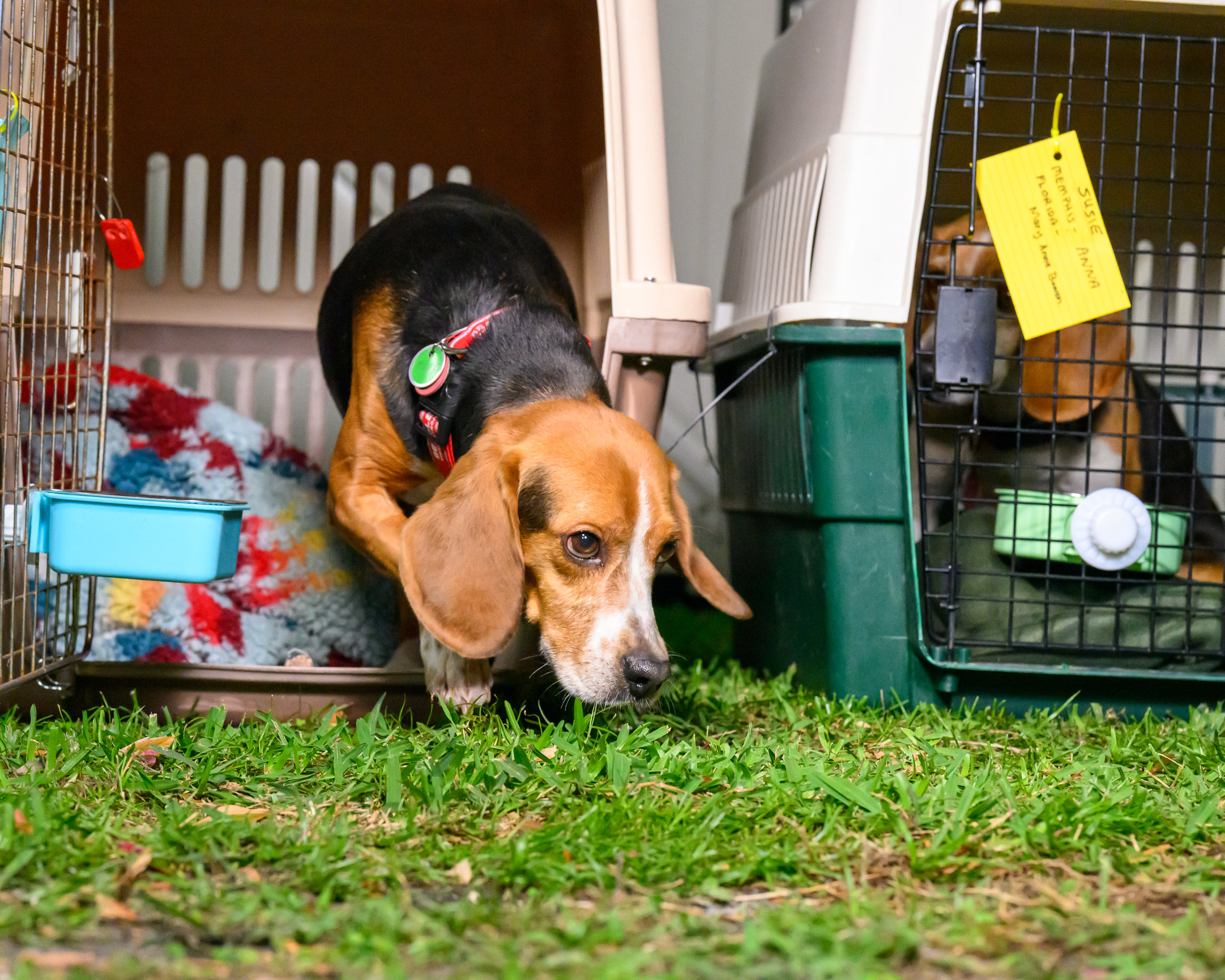 Beagle Freedom Project | Nighttime Photoshoot of Rescued Beagles' First ...
