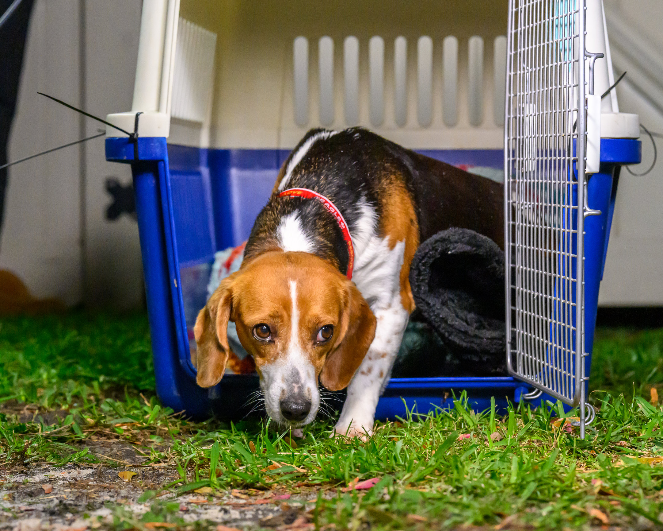 Beagle Freedom Project | Nighttime Photoshoot of Rescued Beagles' First ...