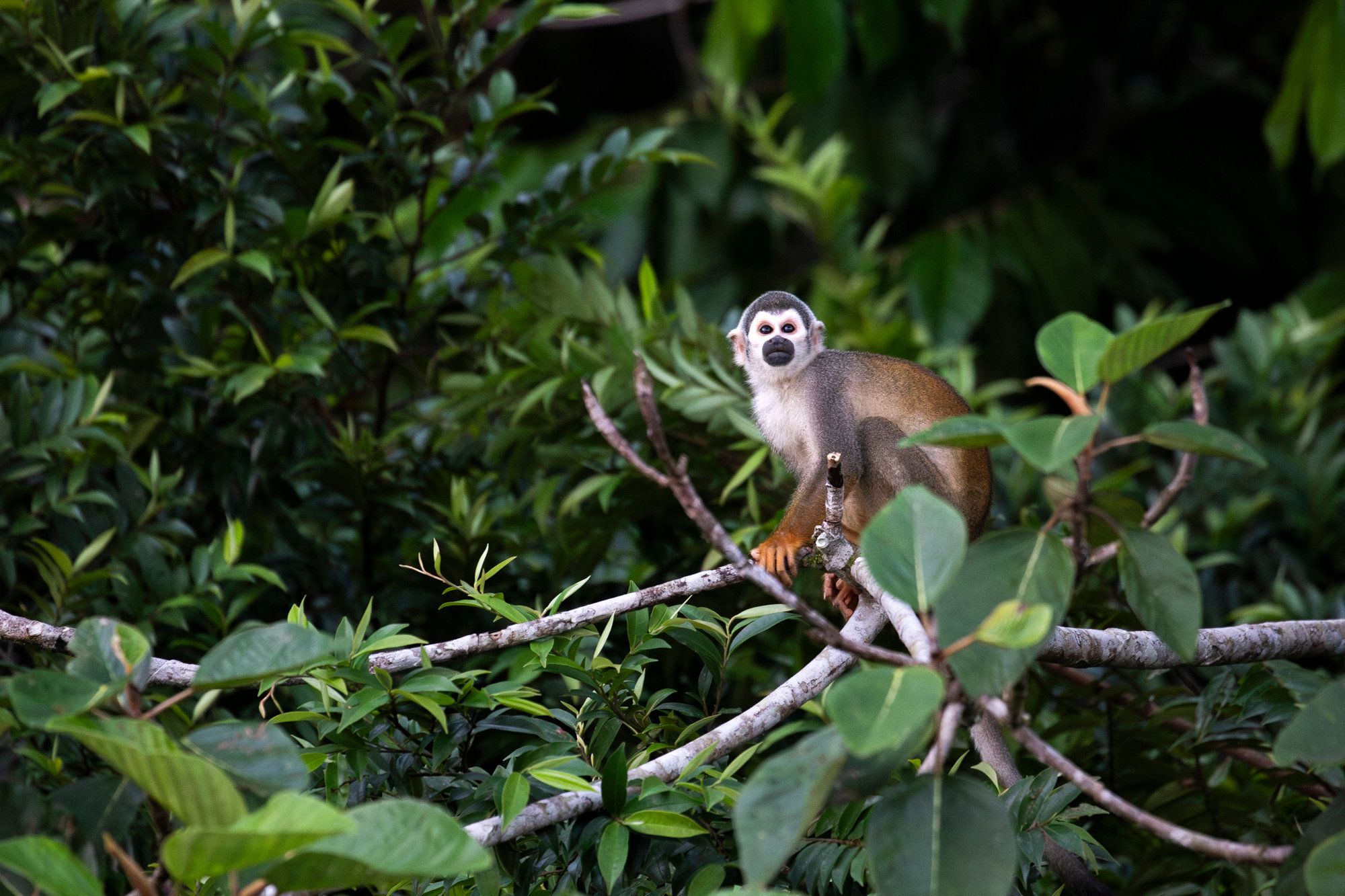 The Amazon Safari 2025 - fancy girl street boy productions