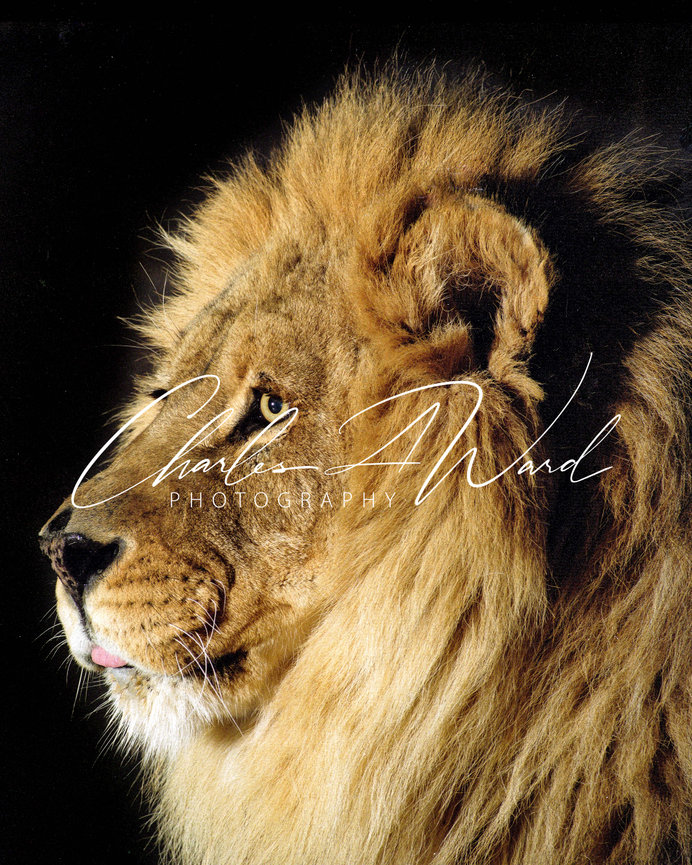 Simba fineart(hidden) - Charles A Ward Photography - Omaha, NE