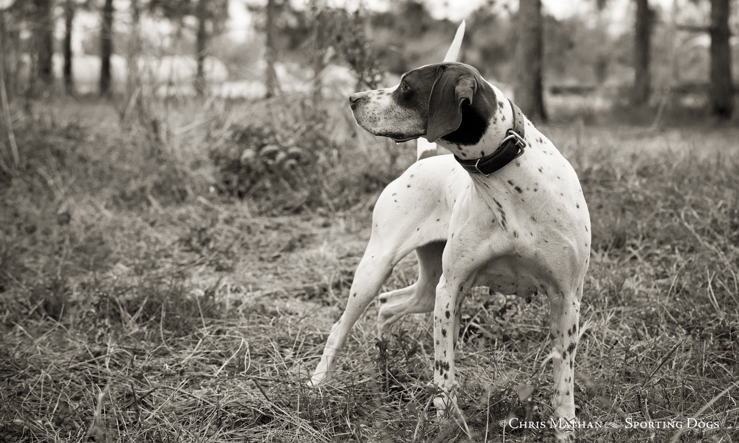 Georgia Bird Dogs - Chris Mathan Sporting Dog & Outdoor Images