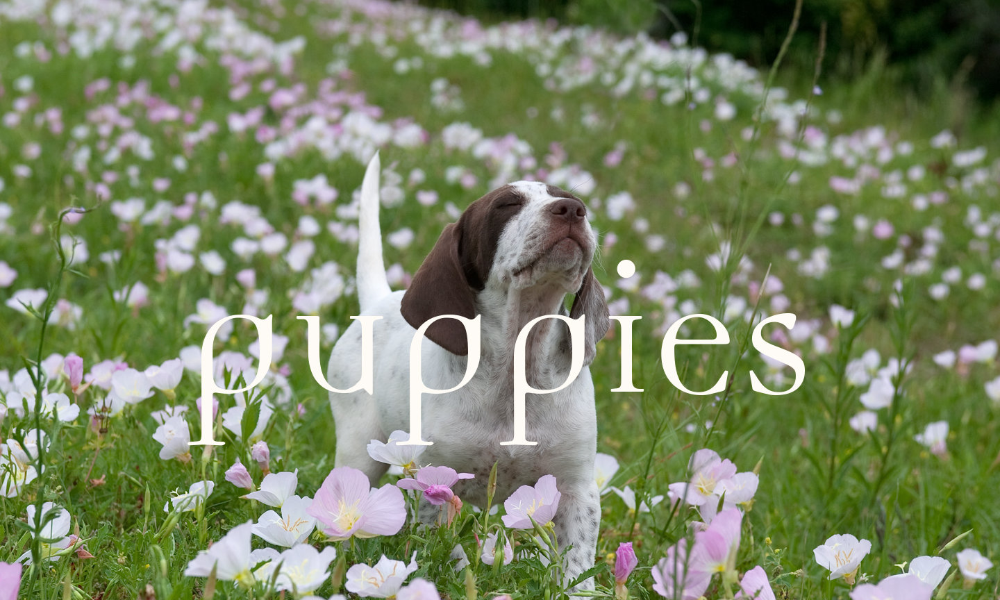 Bird Dog Puppies - Chris Mathan Sporting Dog & Outdoor Images