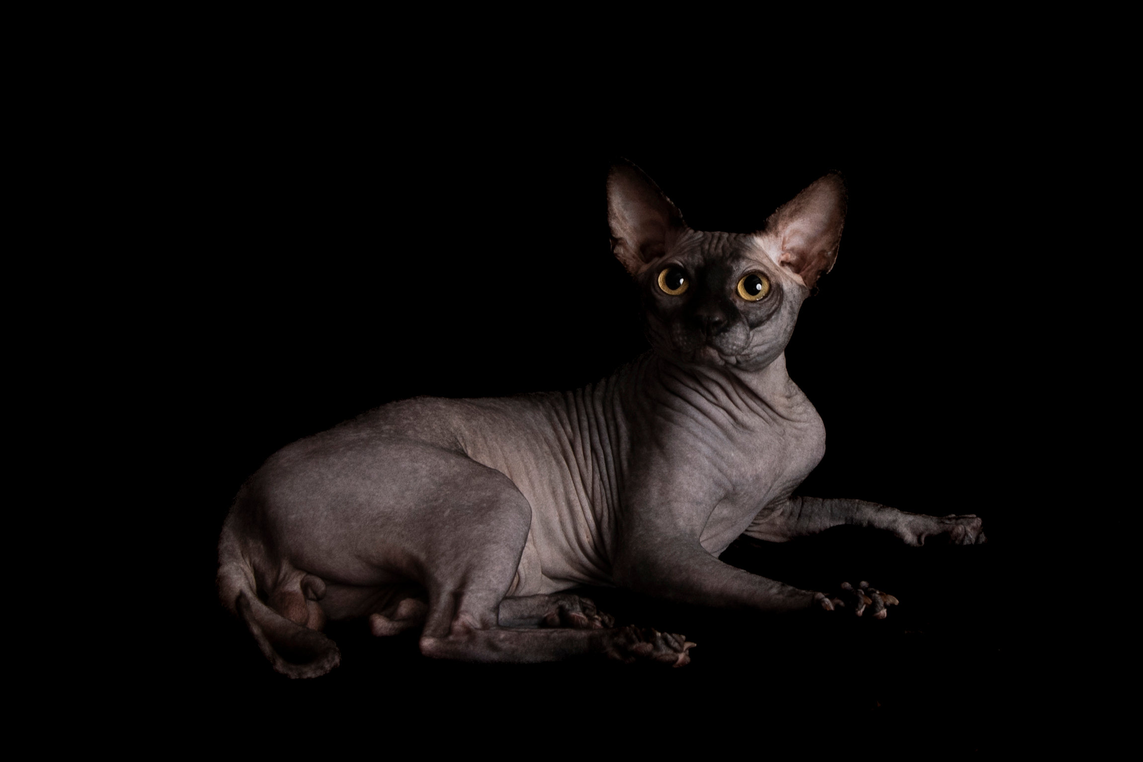 KREEGER - The Purr Without the Fur