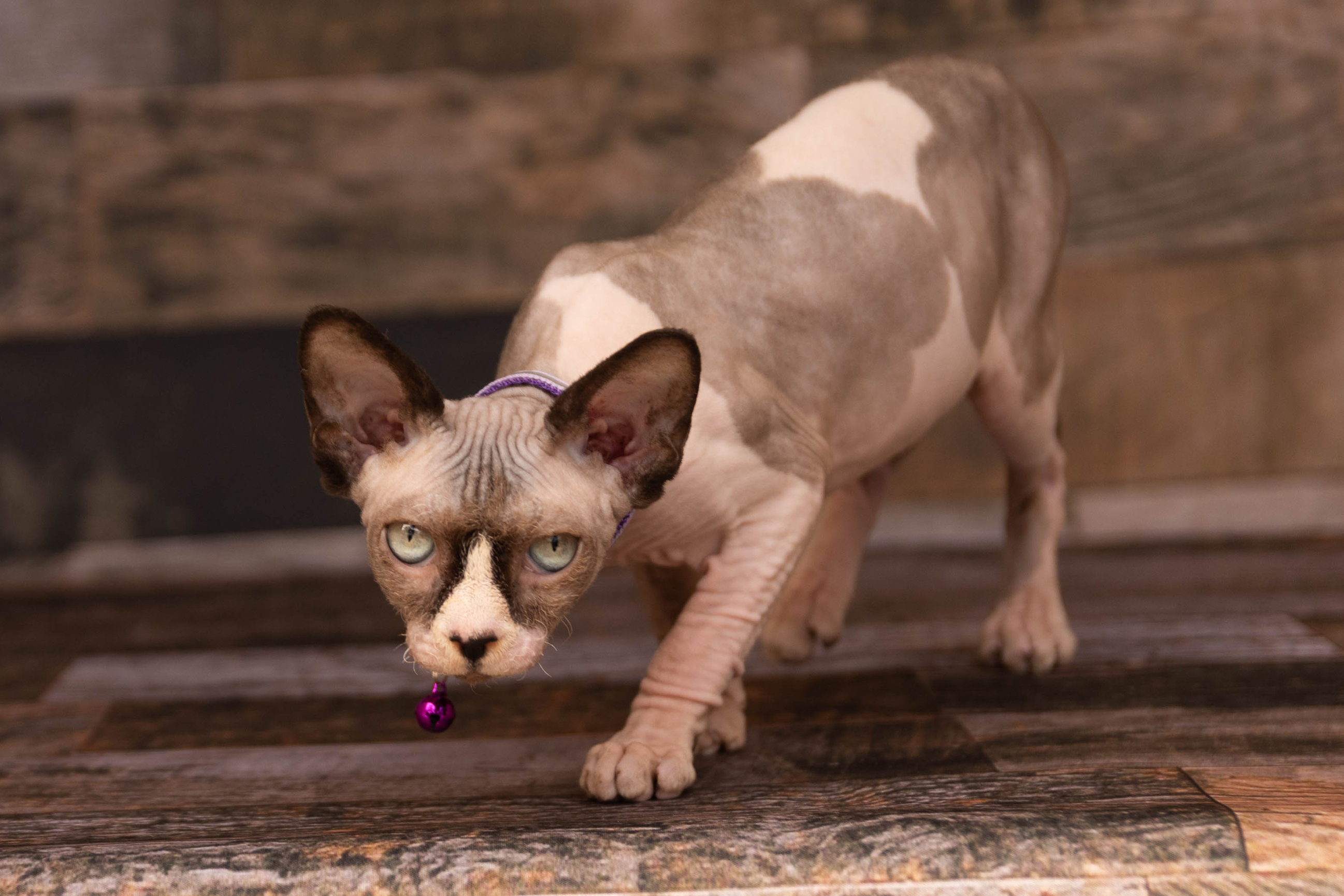 AVAILABLE KITTENS - The Purr Without the Fur