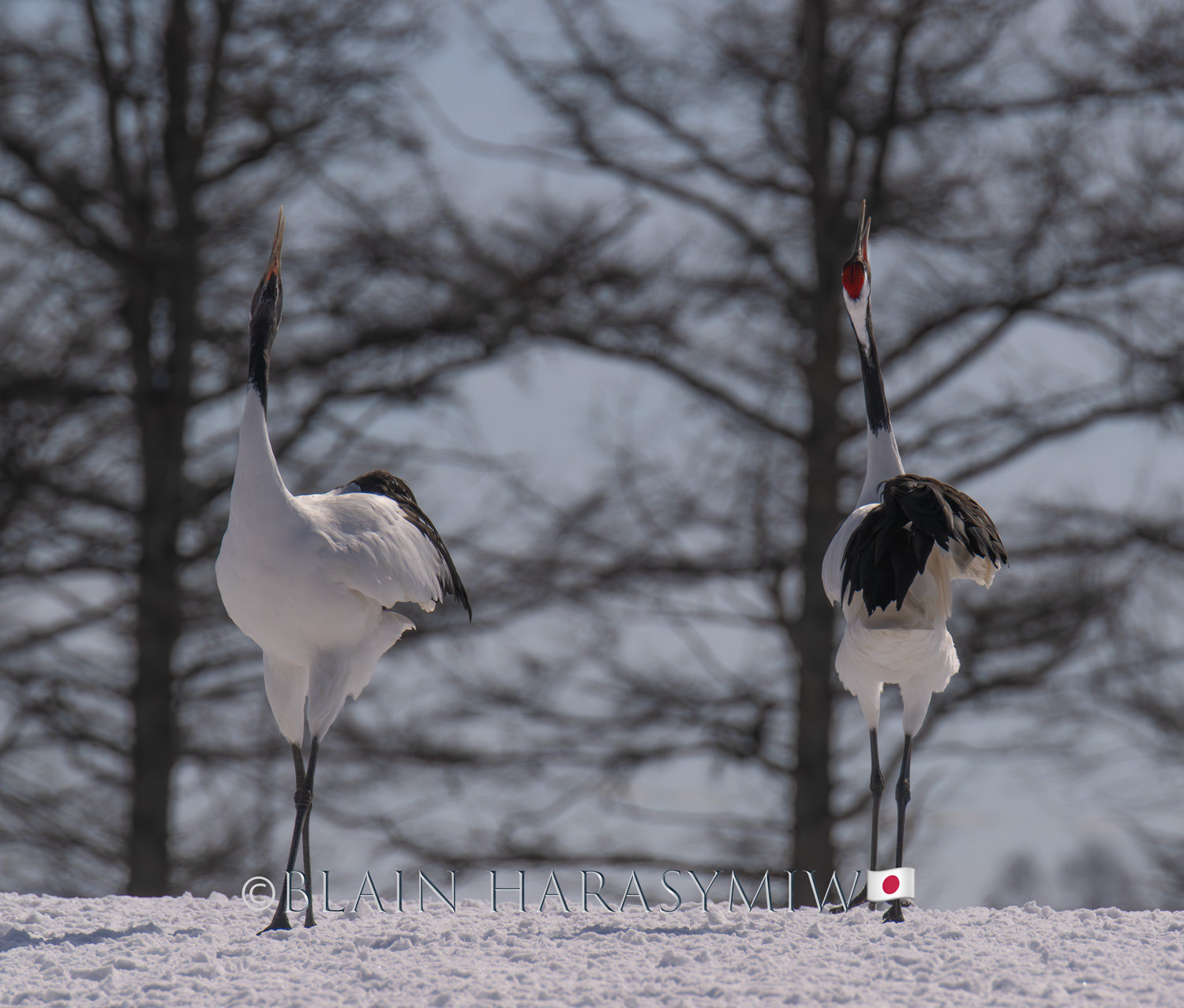 The Red-Crowned Cranes - Hokkaido’s Most Graceful Performer - Blain ...