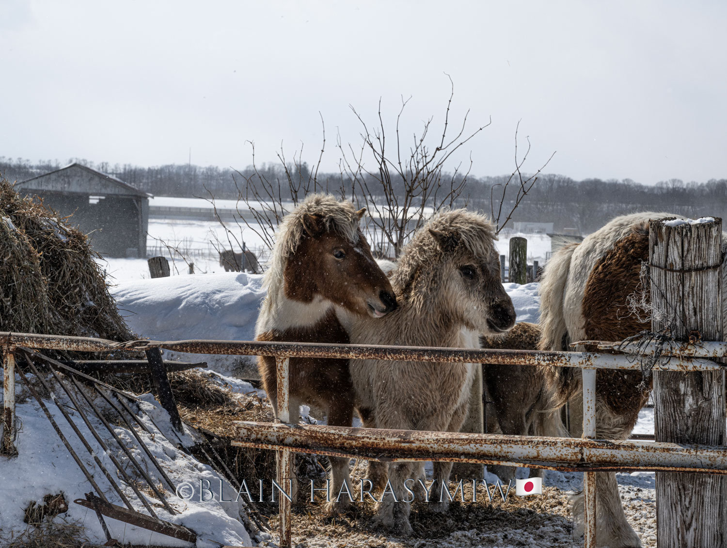 The Hokkaido Pony (Do-San-Ko) - Hokkaido Photo Tour - Blain Harasymiw ...