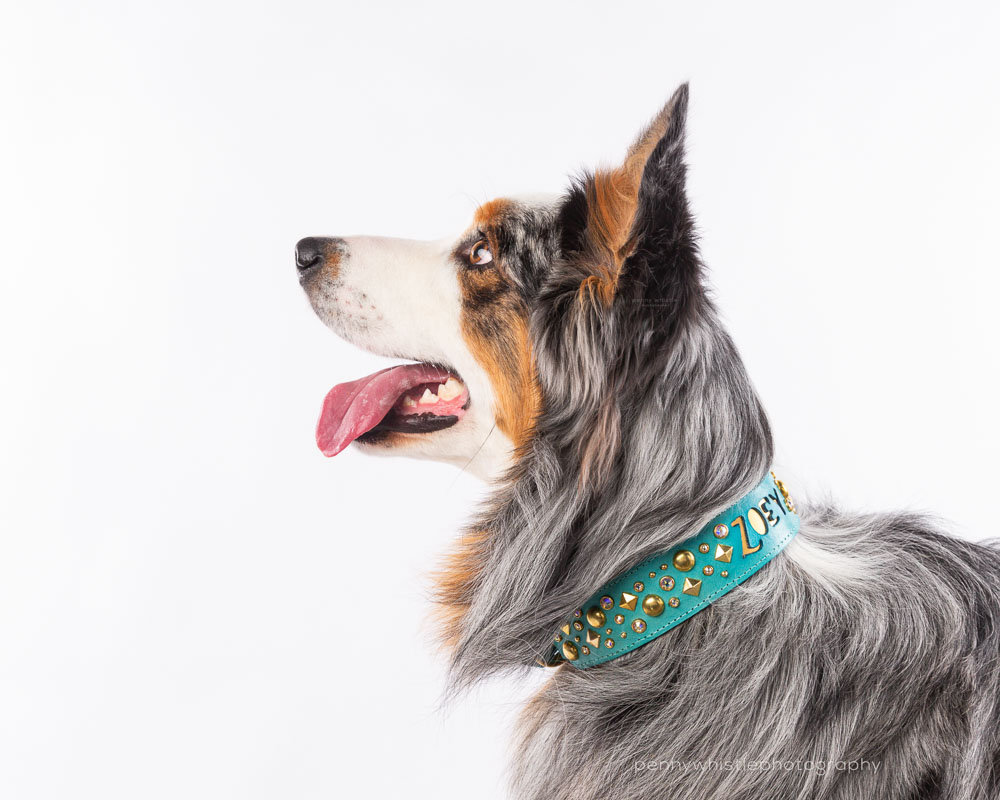 Commercial Animal Photography For Your North Texas Business - Penny ...