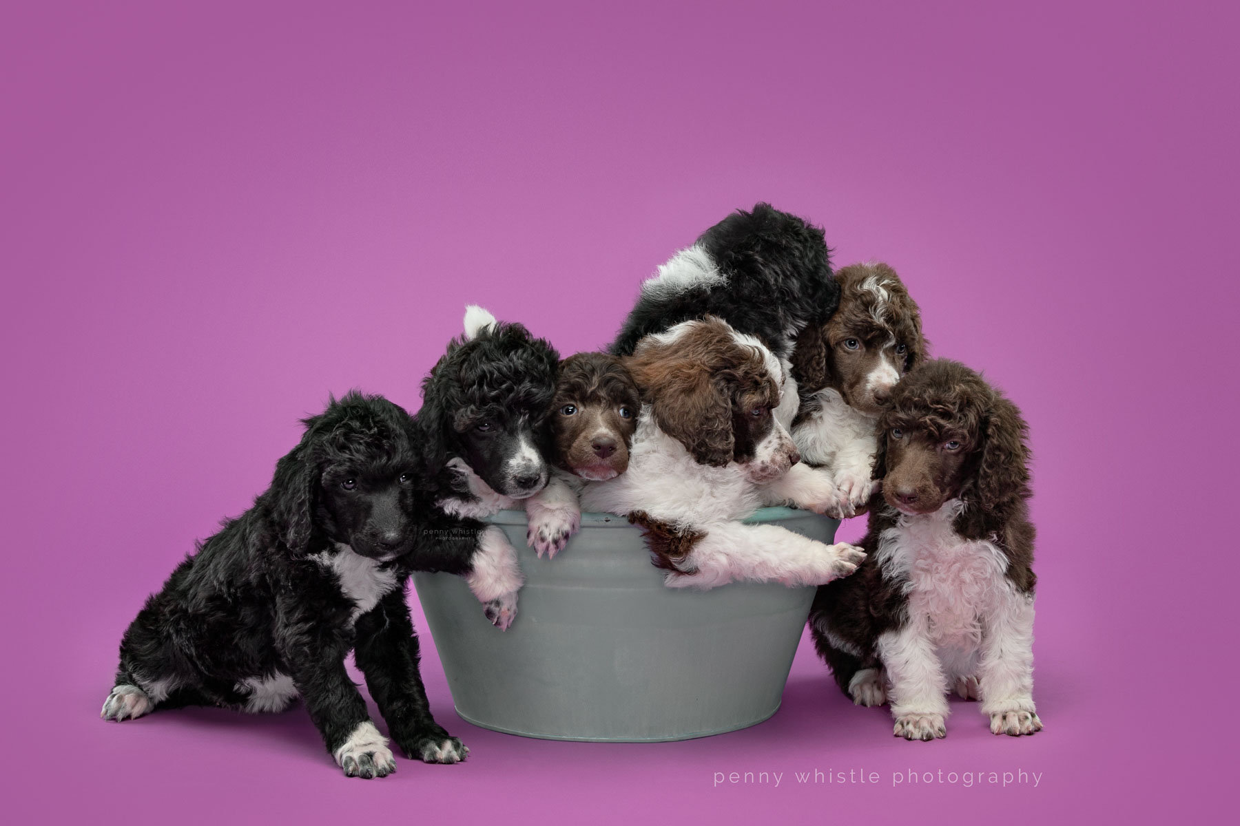 Responsibly Bred Red and Multi-Colored Standard Poodles in Dallas ...