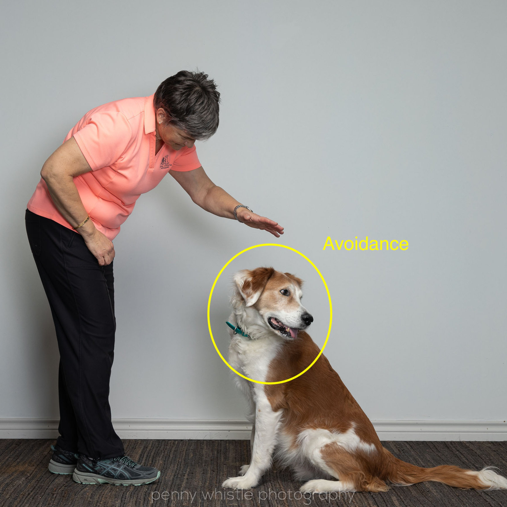 How To Greet A Dog The Right Way