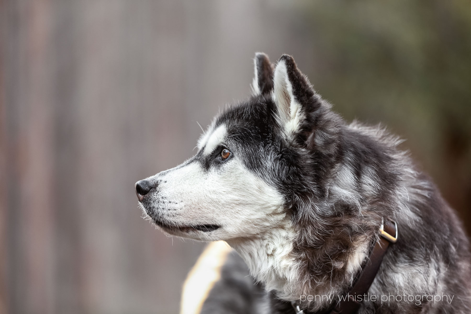 What To Expect During Your Pet's End-of-Life Portrait Session