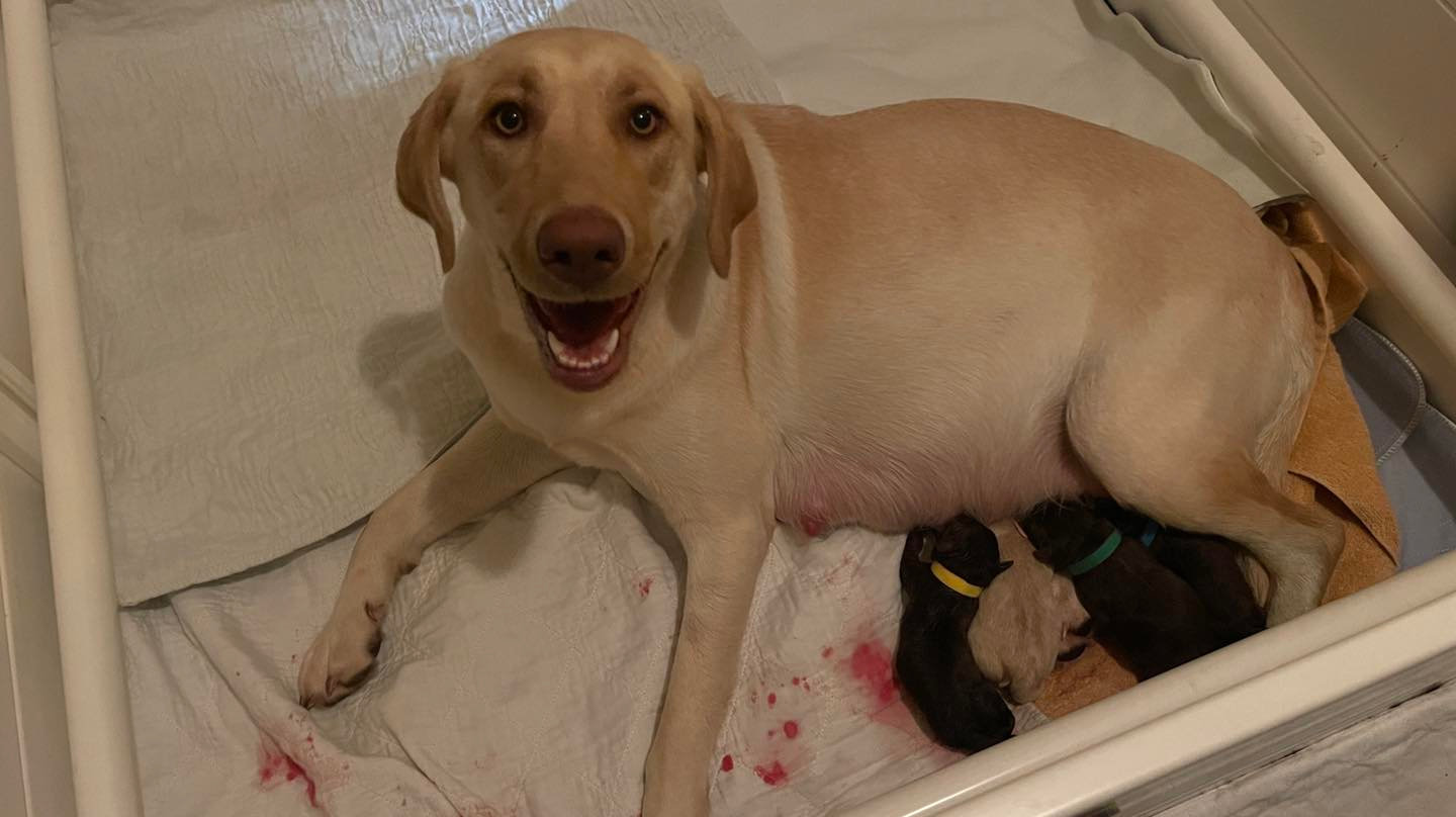 Celebrating a Bright and Shiny New Year With a Litter of Labrador ...