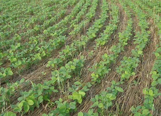 Why Embracing No Till Farming is Essential for Sustainable Agriculture ...