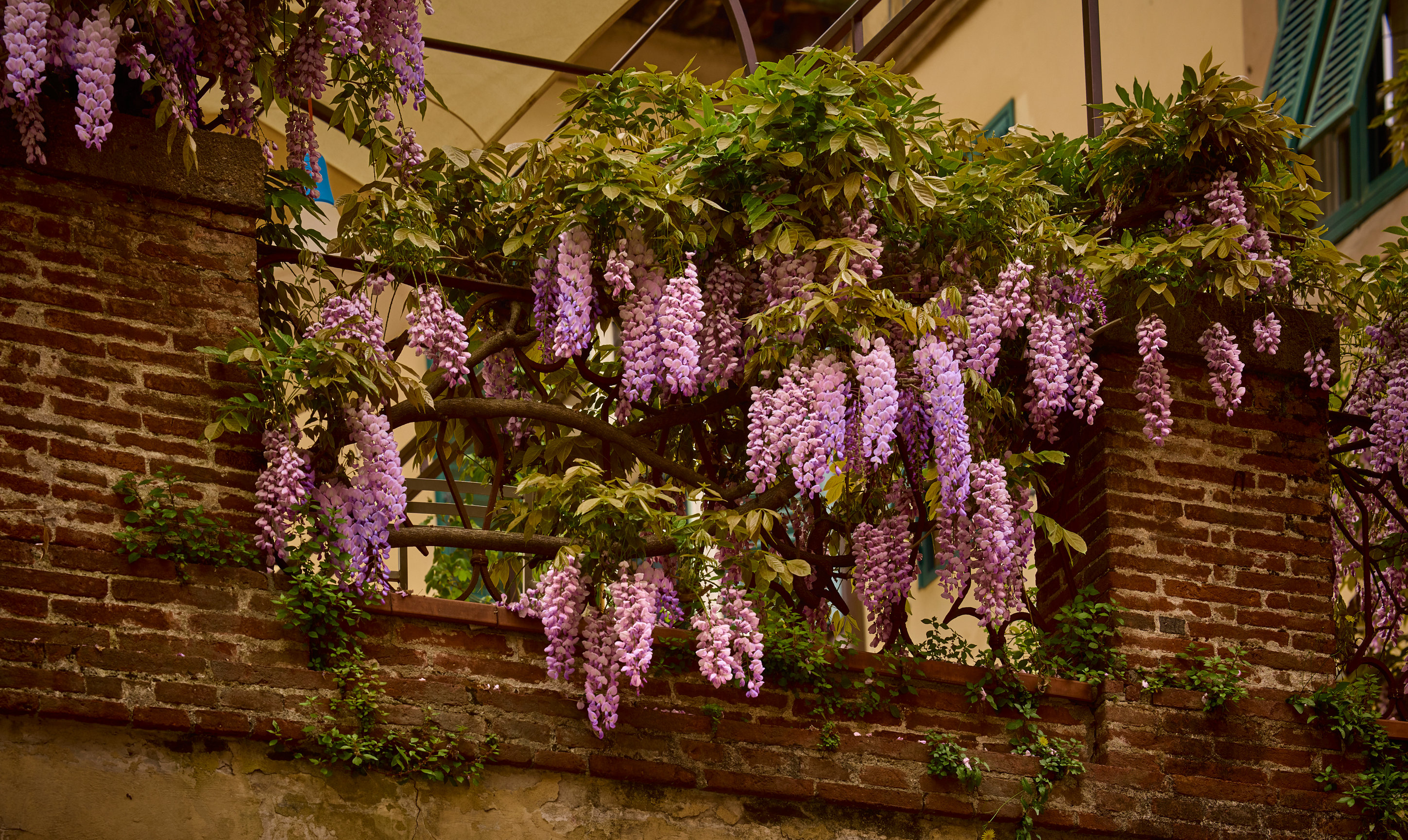 An Extraordinary Flower - Ted York Photography