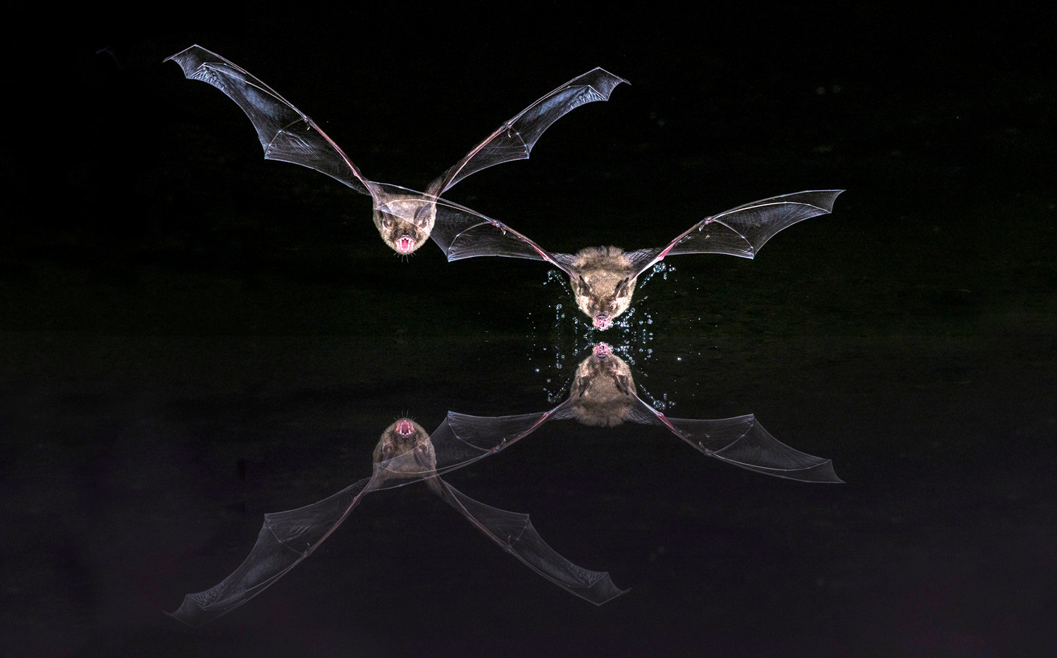 Bats on the wing - Jim Zuckerman photography & photo tours