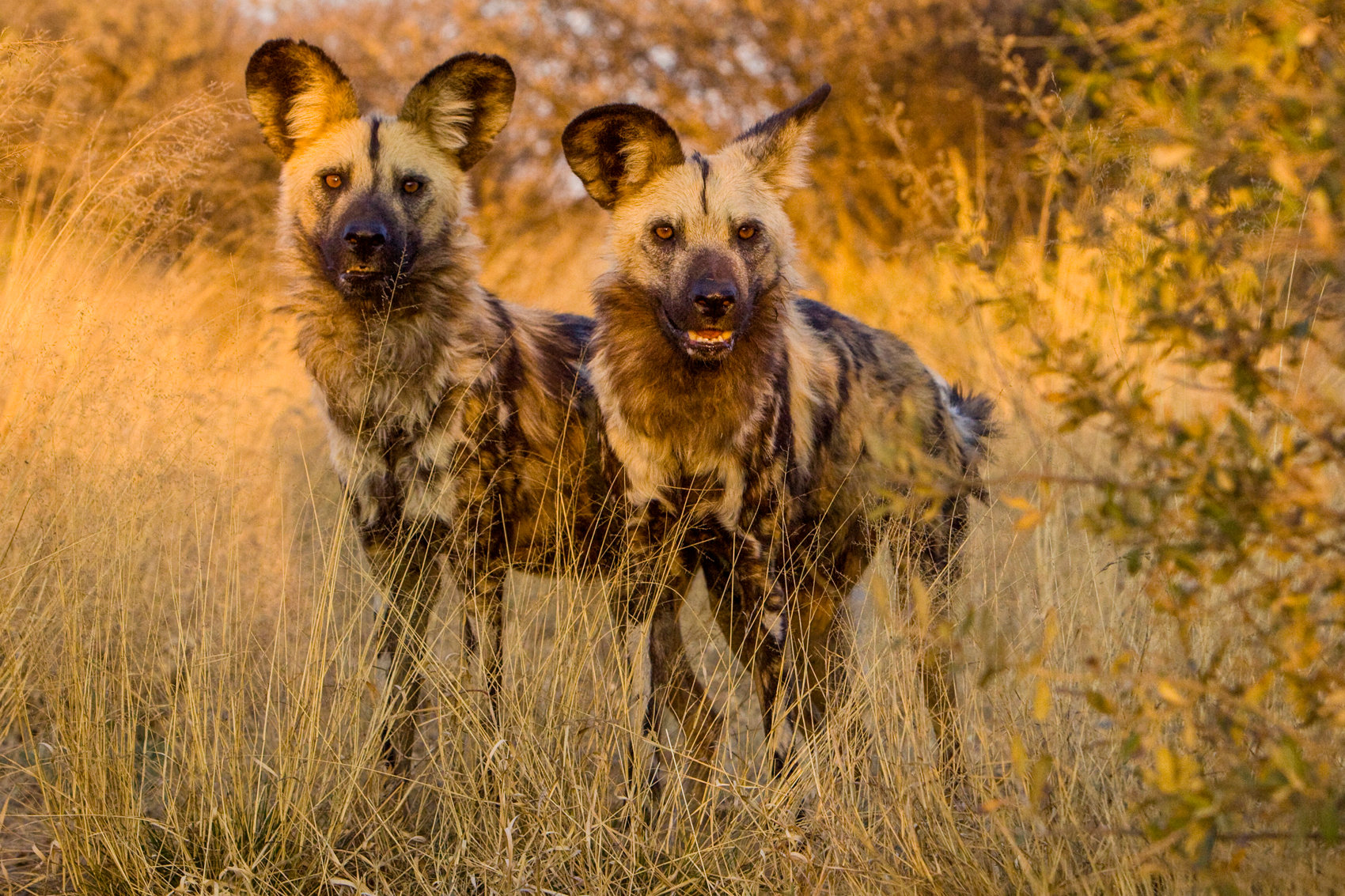 Wild dogs at sunset - Jim Zuckerman photography & photo tours