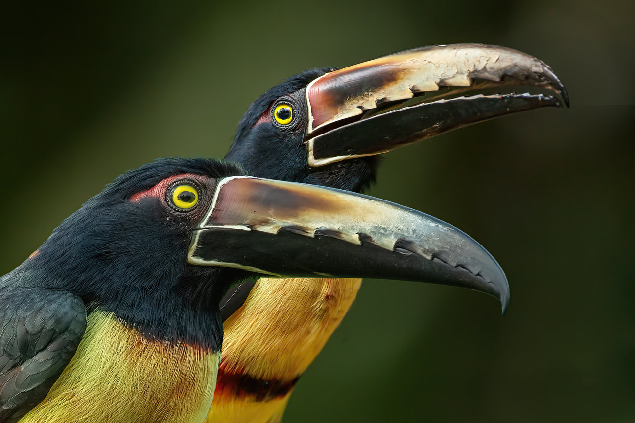 Birds of Costa Rica - Jim Zuckerman photography & photo tours