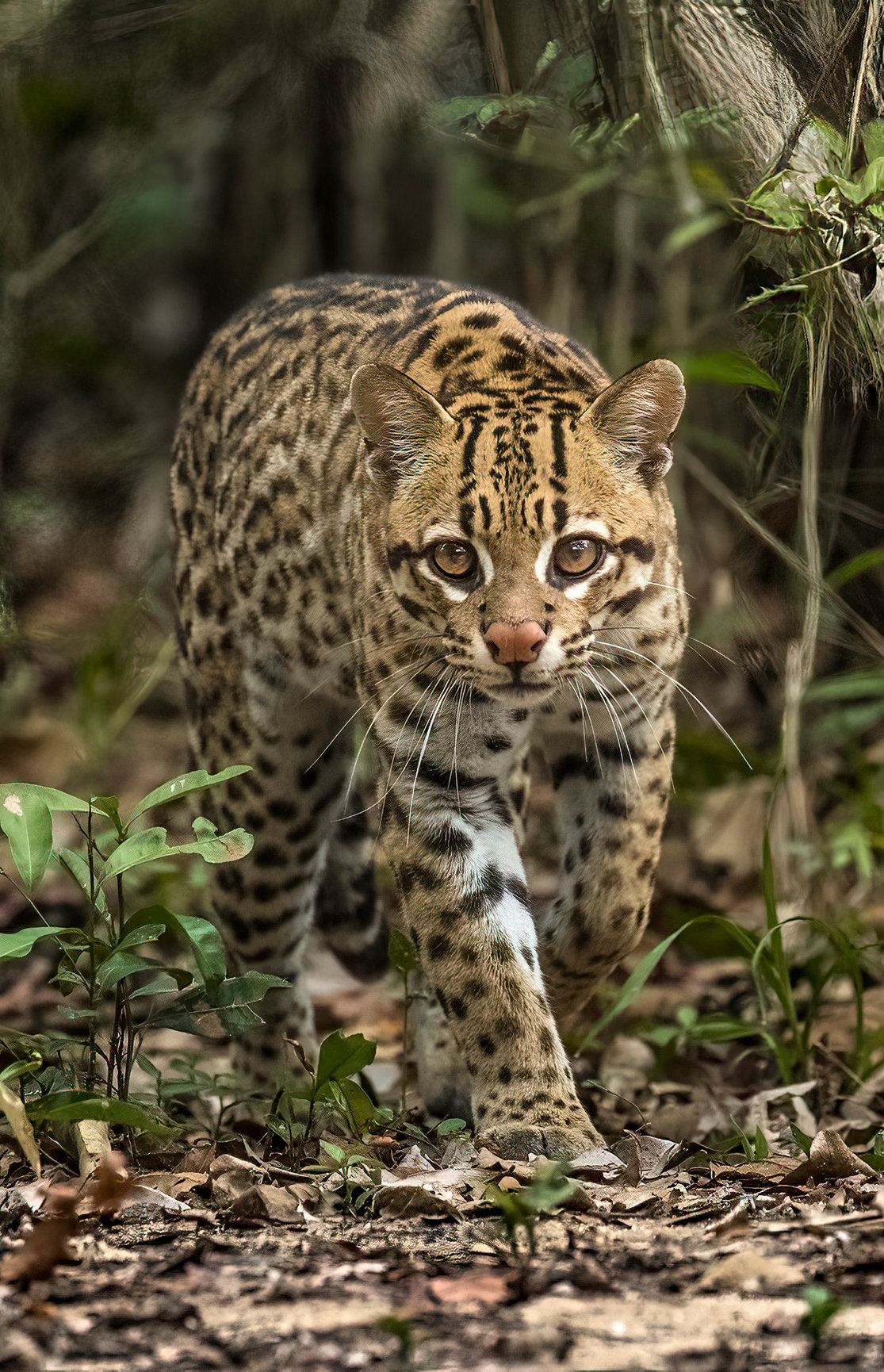 Eye to eye with an ocelot - Jim Zuckerman photography & photo tours