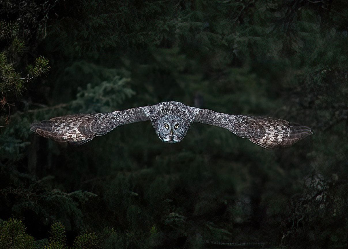 Great gray owls 2027 - Jim Zuckerman photography & photo tours