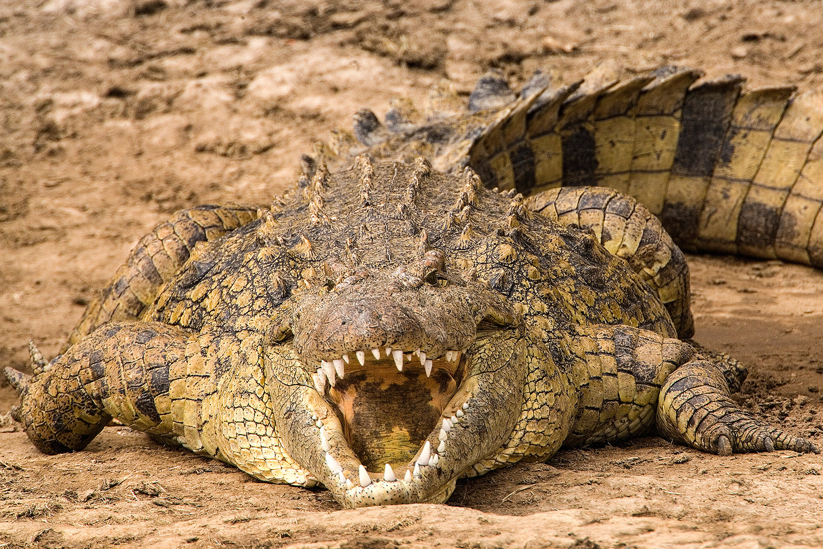 Nile croc - Jim Zuckerman photography & photo tours