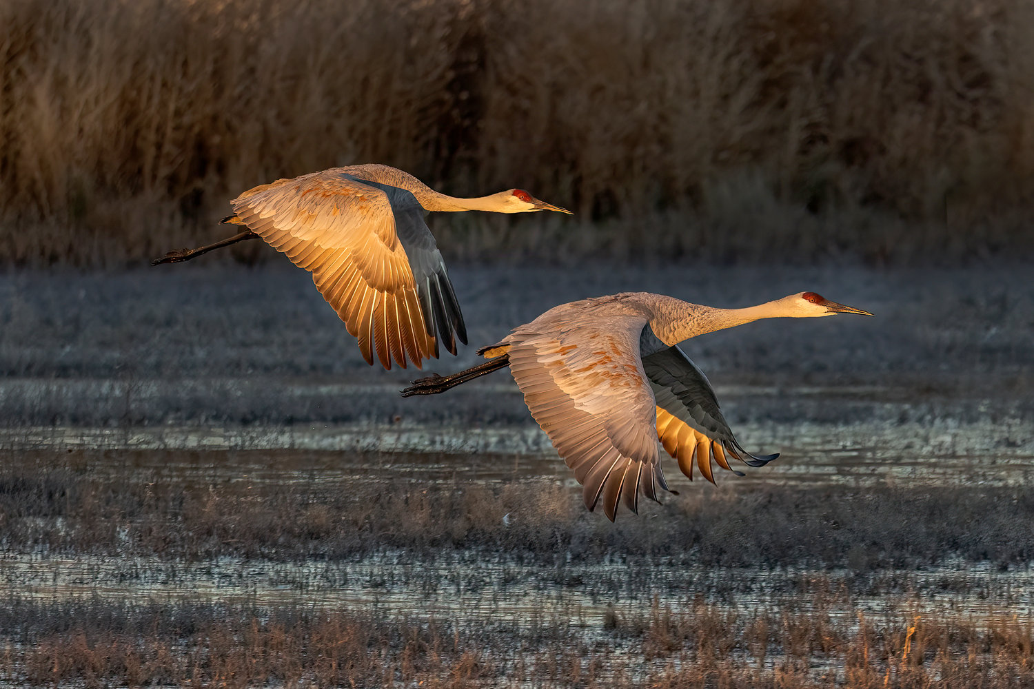 Birds - Jim Zuckerman photography & photo tours
