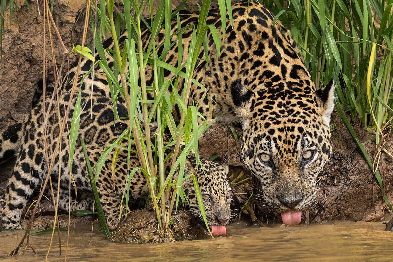 Pantanal 2027 - Jim Zuckerman photography & photo tours
