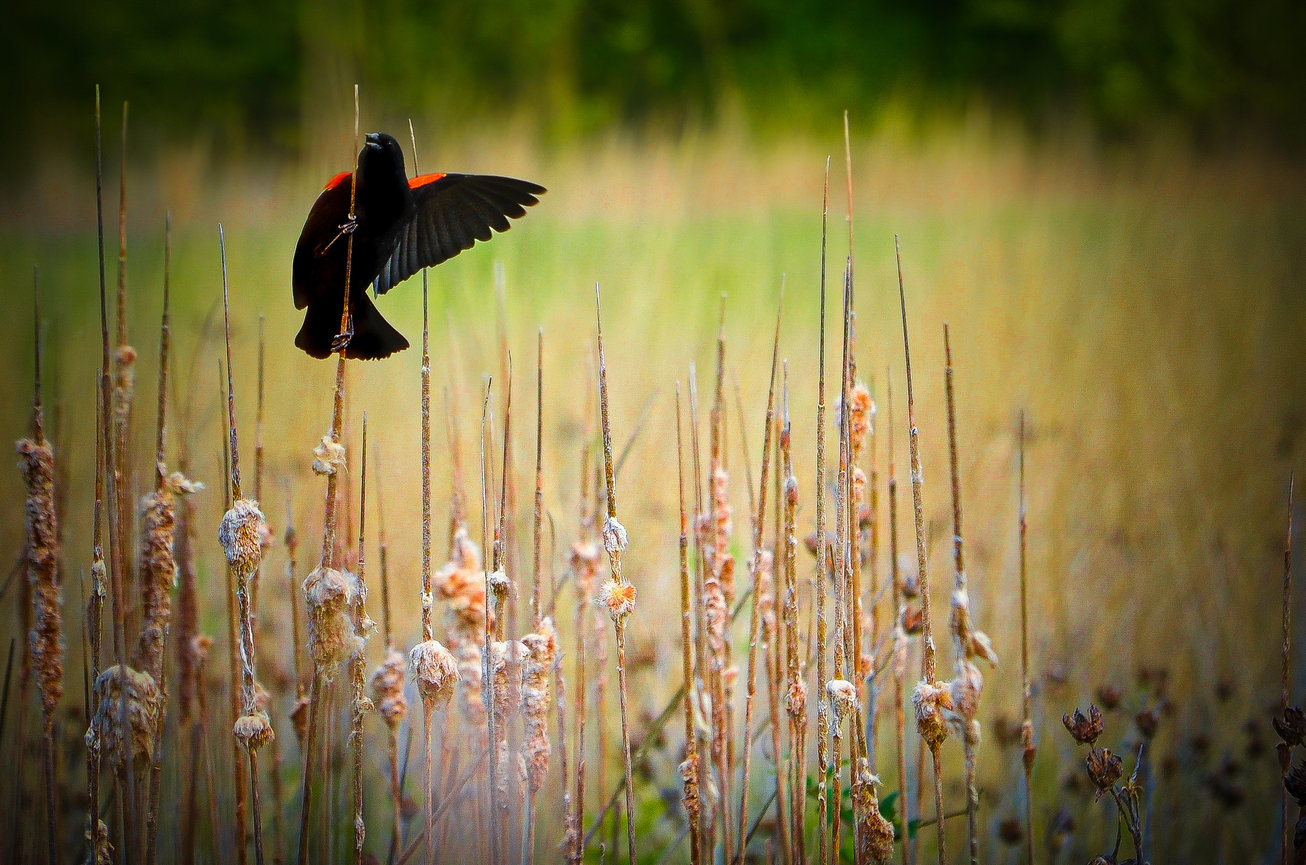 films - Tom Atwood Media