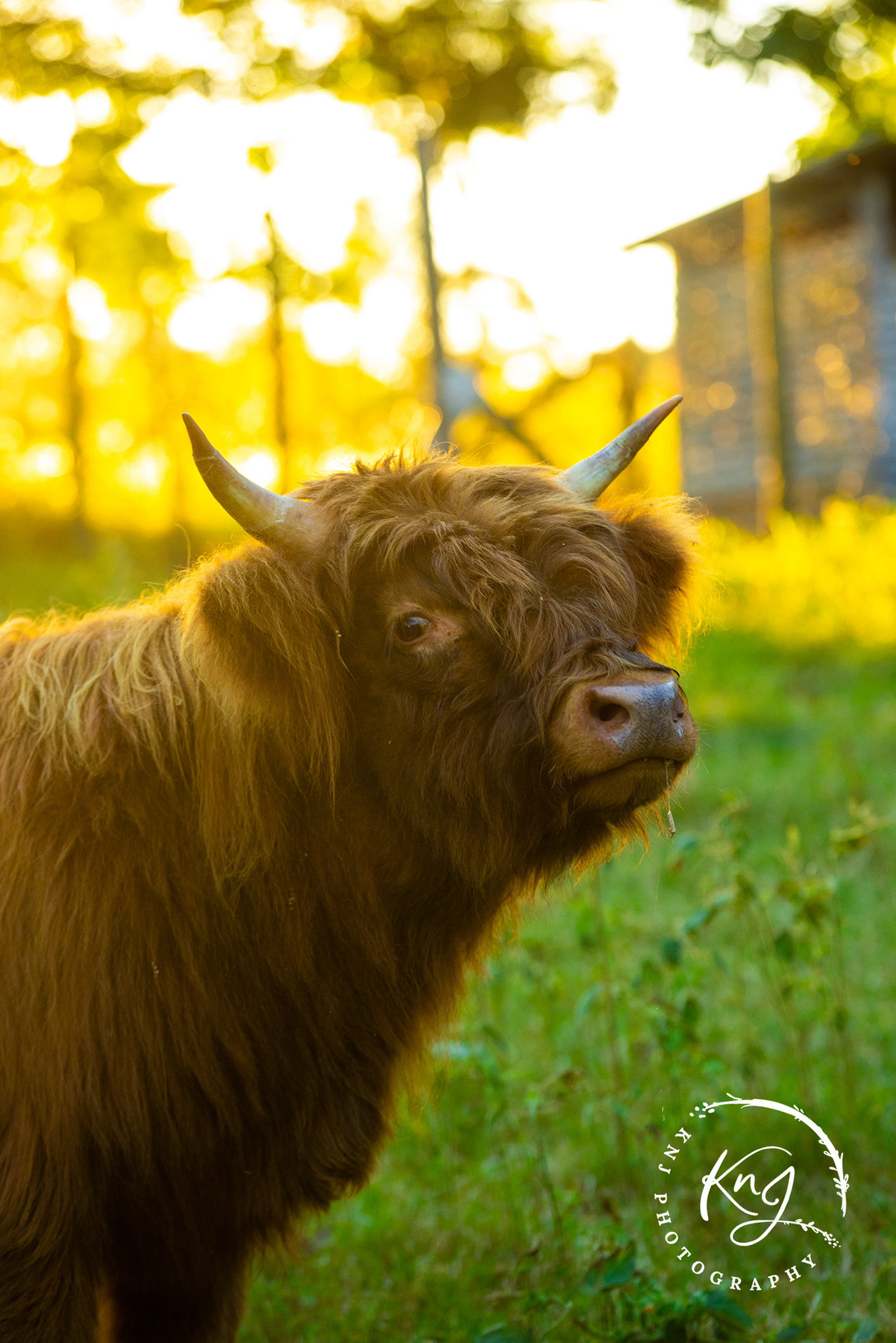 Highland Cow Photography & Encounters | K n J Photography