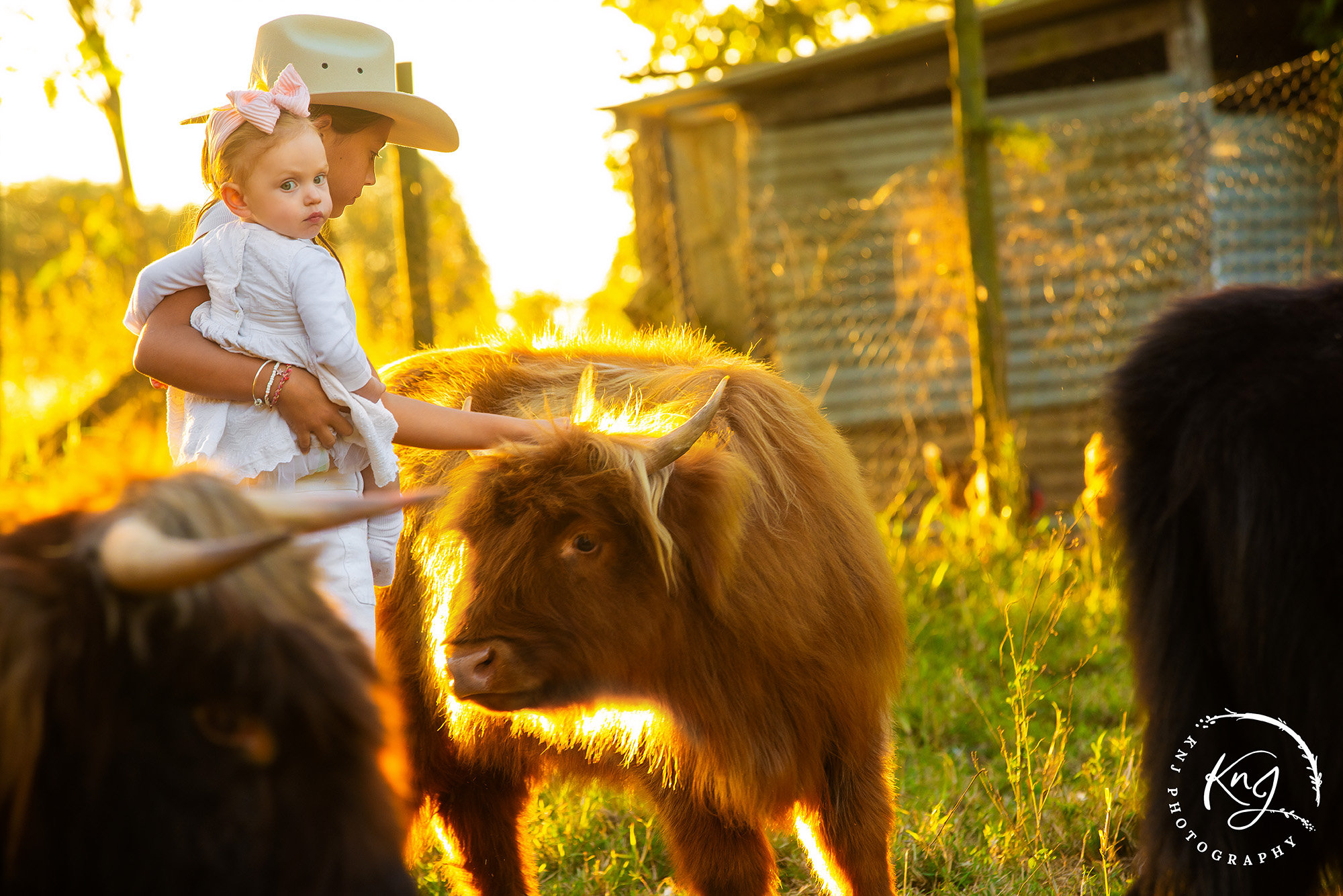 Highland Cow Photography & Encounters | K n J Photography