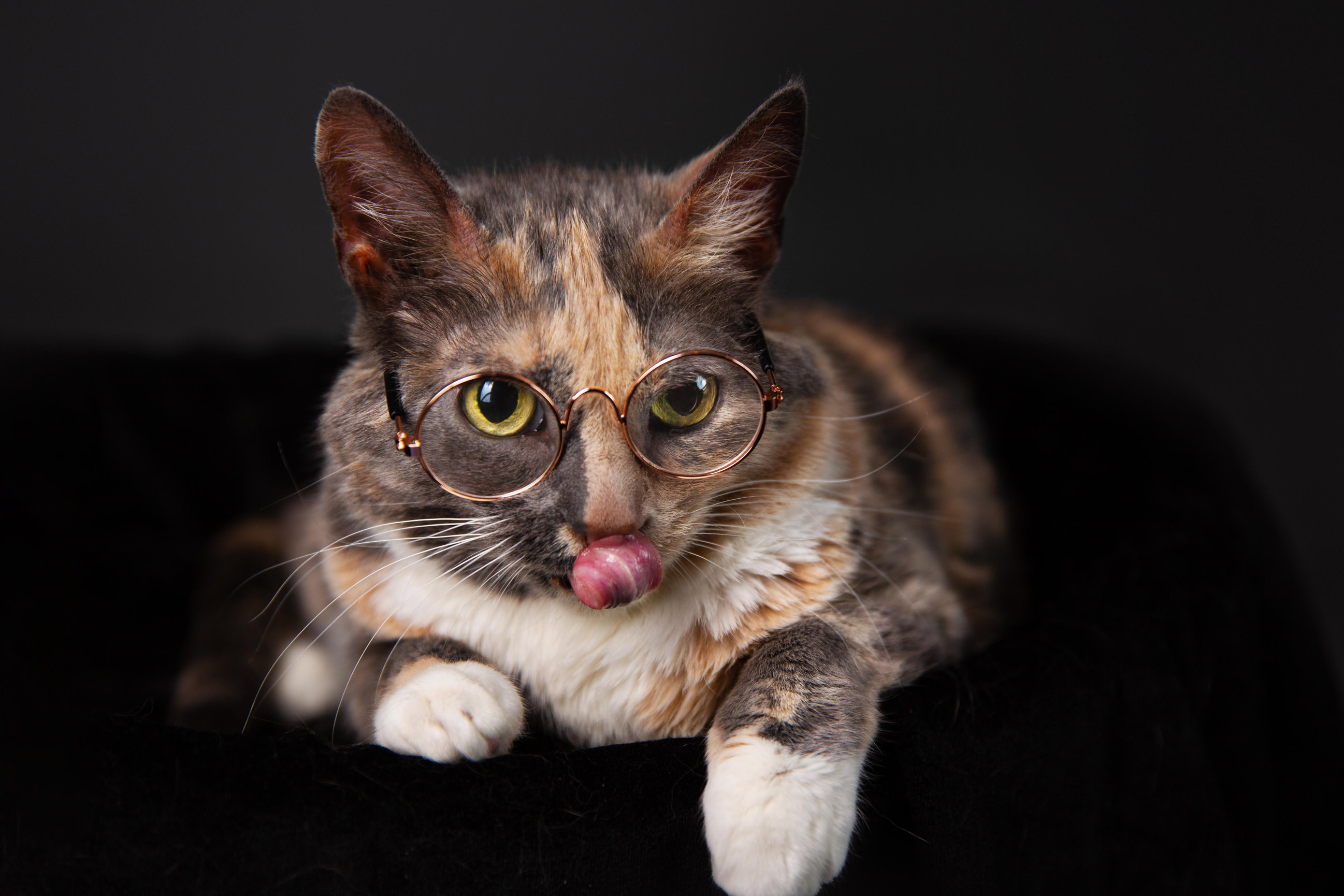 Atlanta, GA Best Pet Photographer