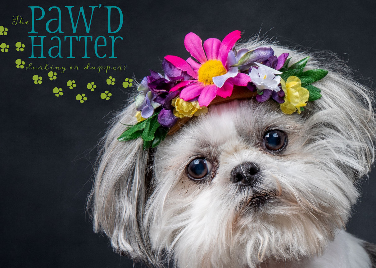 The Paw'd Hatter - Terri Jacobson Photography