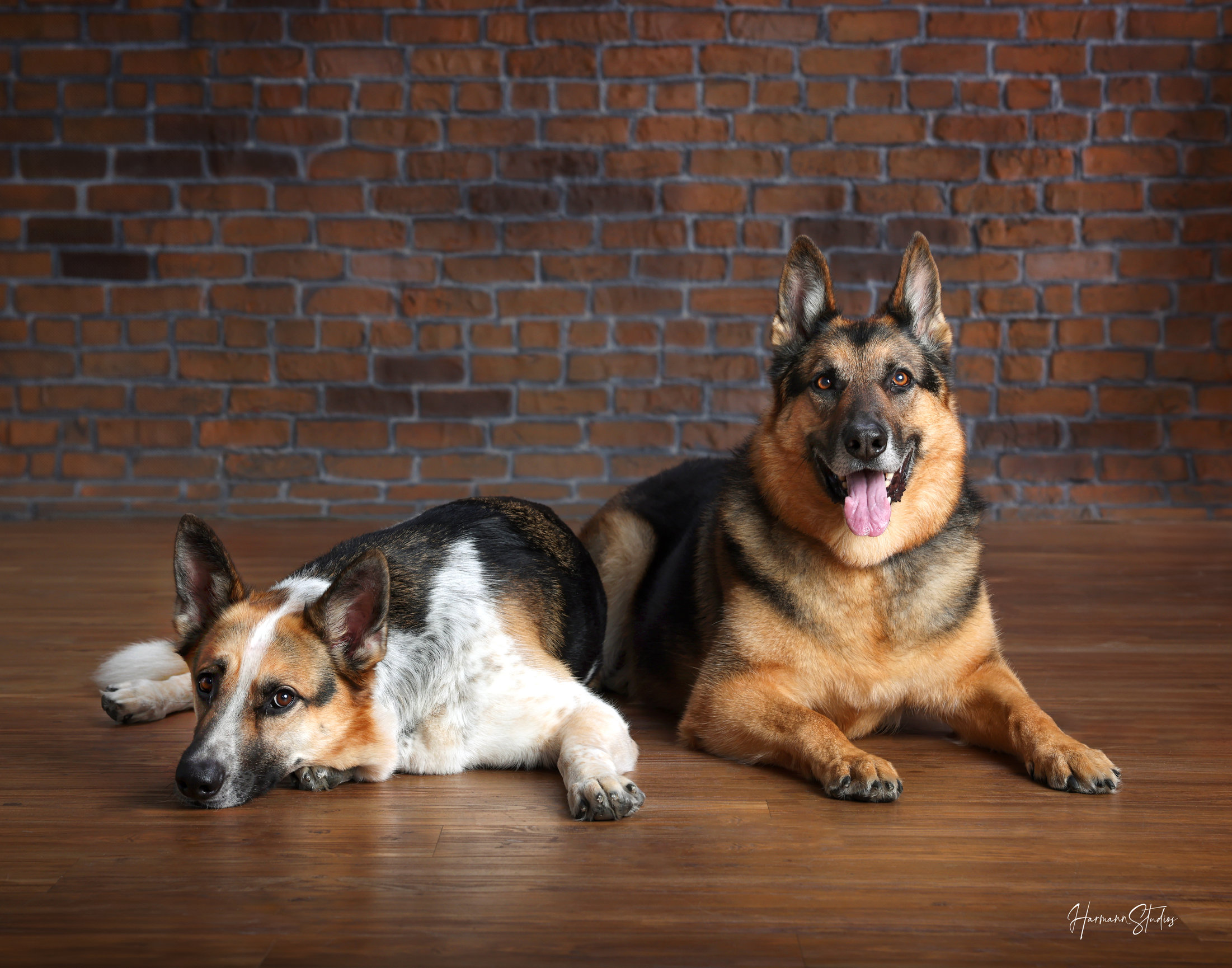 HOME - Harmann Studios