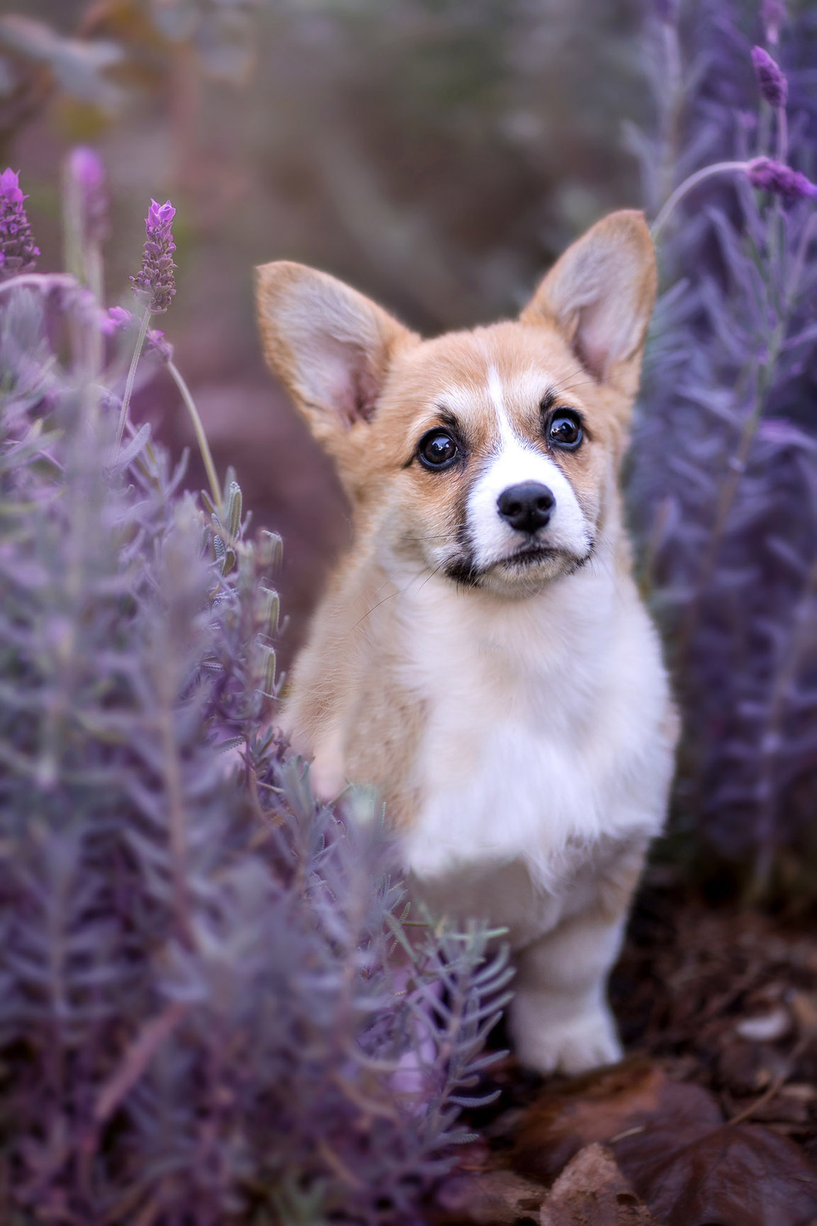Pet photography sessions with Corgis