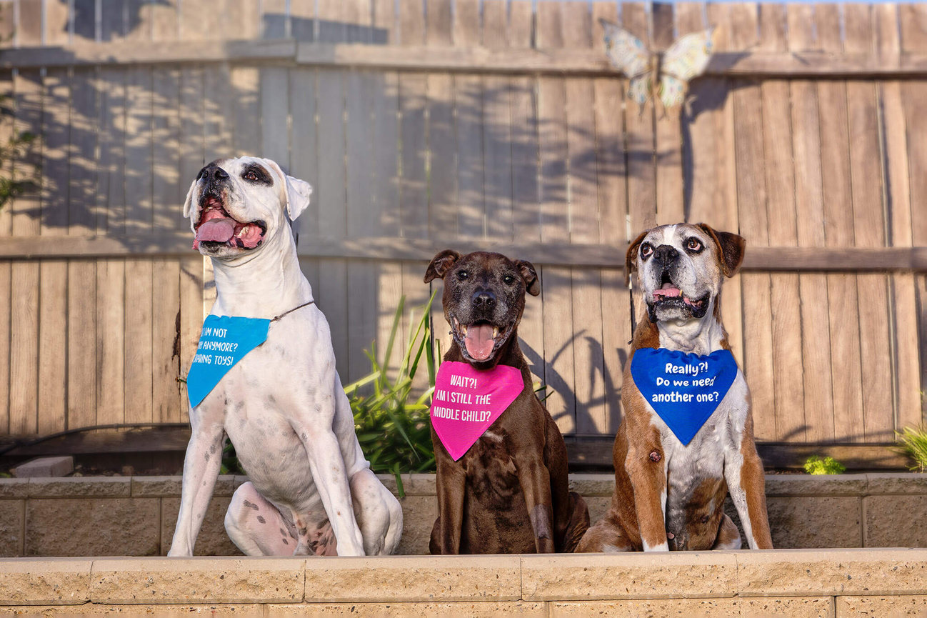 Pet Announcement Photo Ideas (+ Free Printable Signs!) - Canberra Award ...