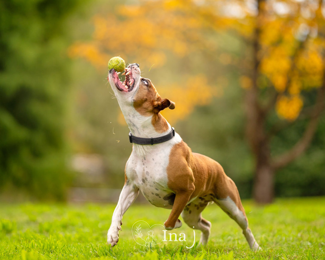Tennis Ball Tails: Benny's Playful Photo Adventure - Canberra Award ...