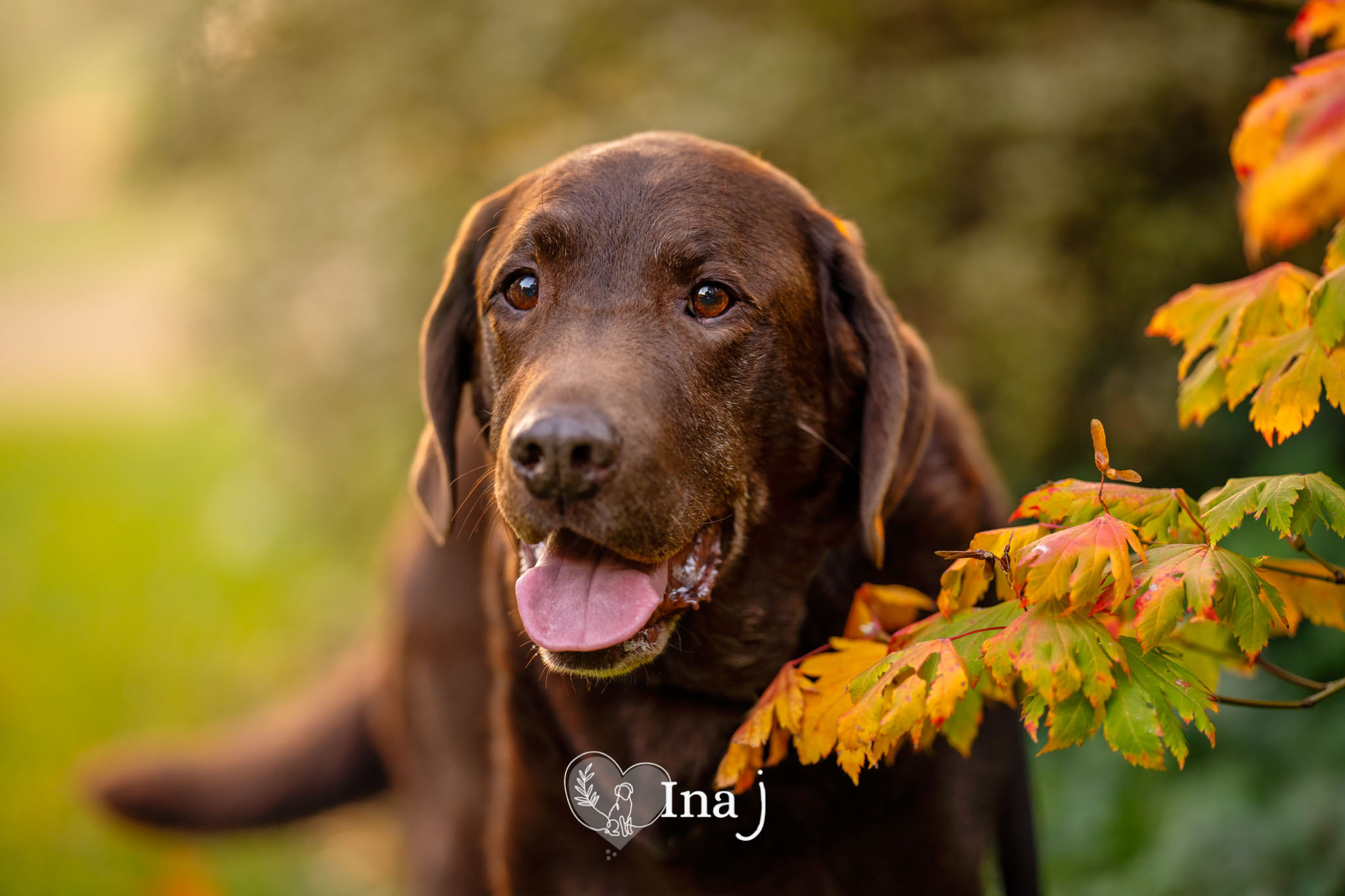How to Prepare Your Dog for Their Photography Debut