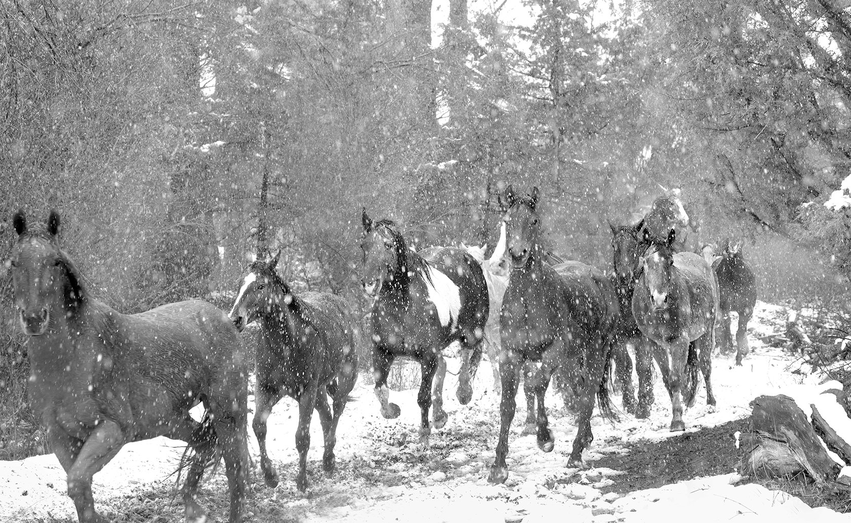 HOME - Barbara Van Cleve Studio