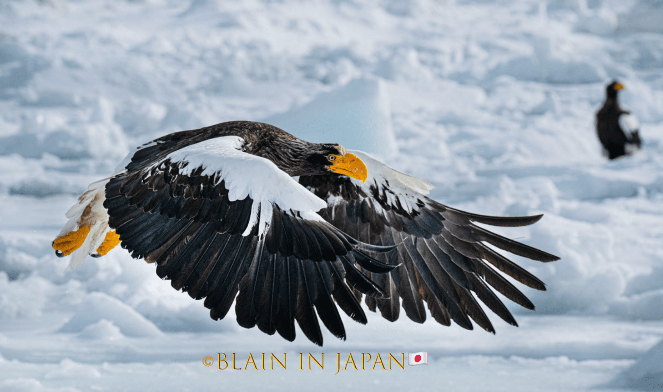 Steller's Sea Eagle Hokkaido Birding Tour - A Nation Unifying Raptor ...