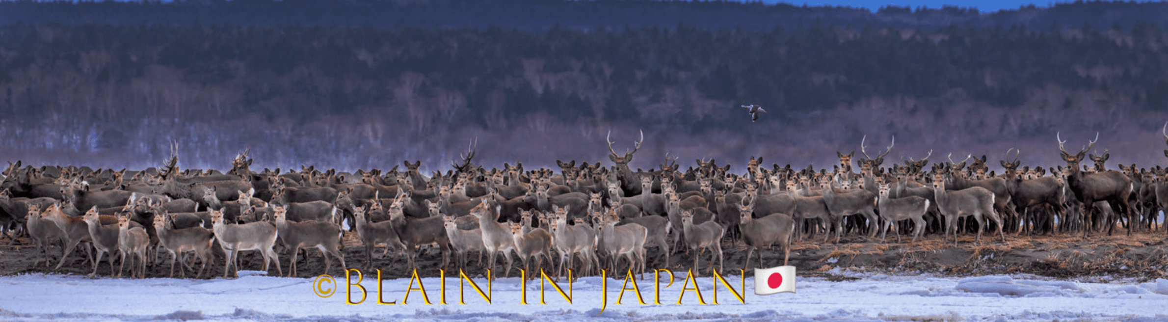 The Path to the Largest Herd of Hokkaido Sika Deer - JAPAN DREAMSCAPES