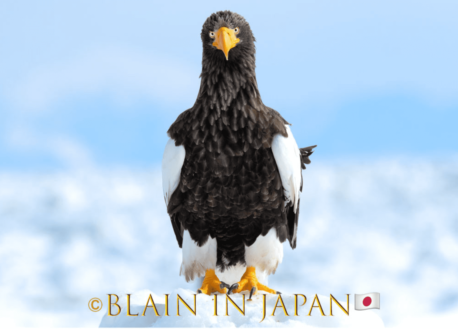 The Steller's Sea Eagle (Haliaeetus pelagicus) - A Dinosaur ...