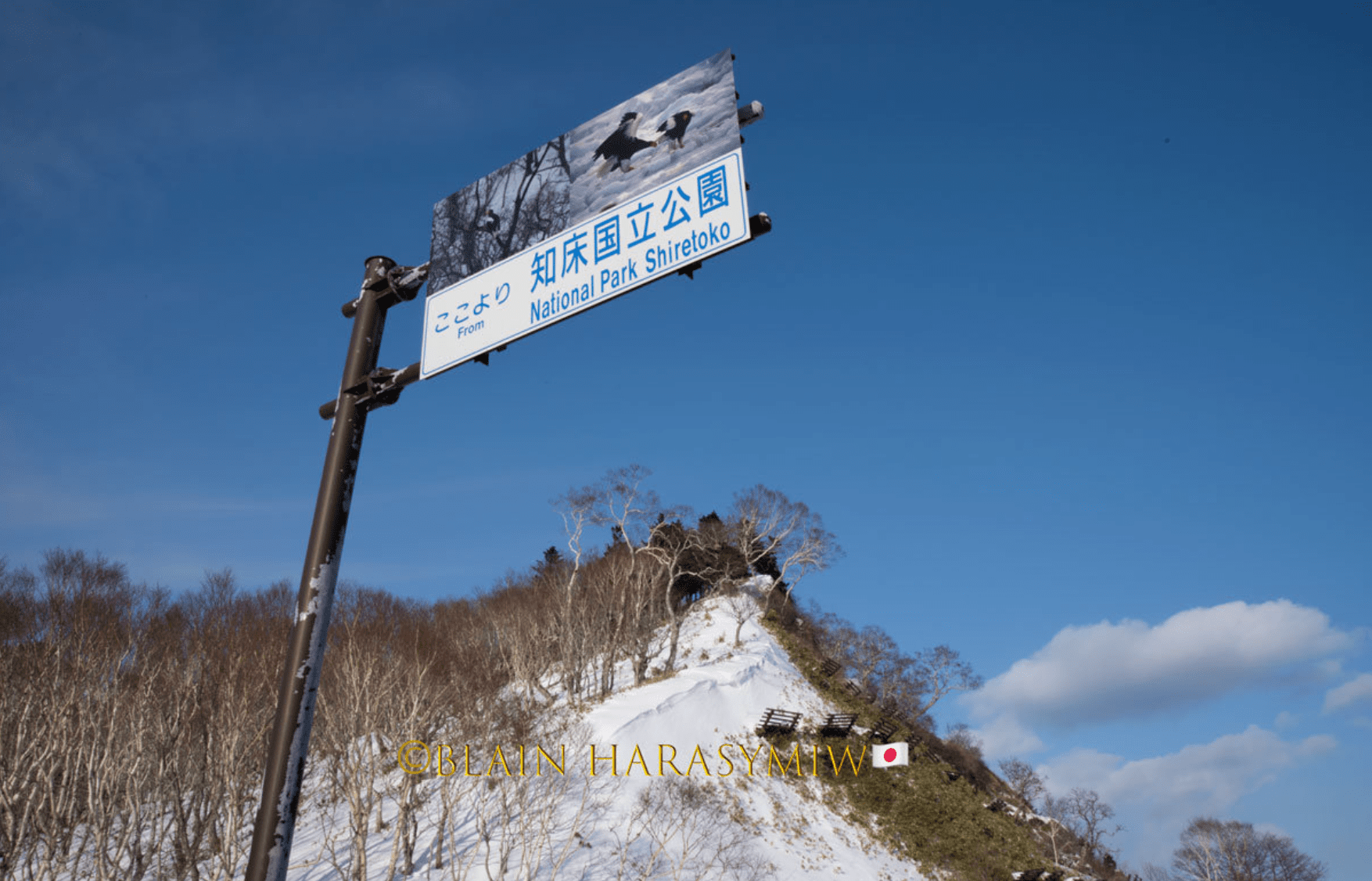 Hokkaido Birding Tour - Steller’s Sea Eagle (Haliaeetus pelagicus ...