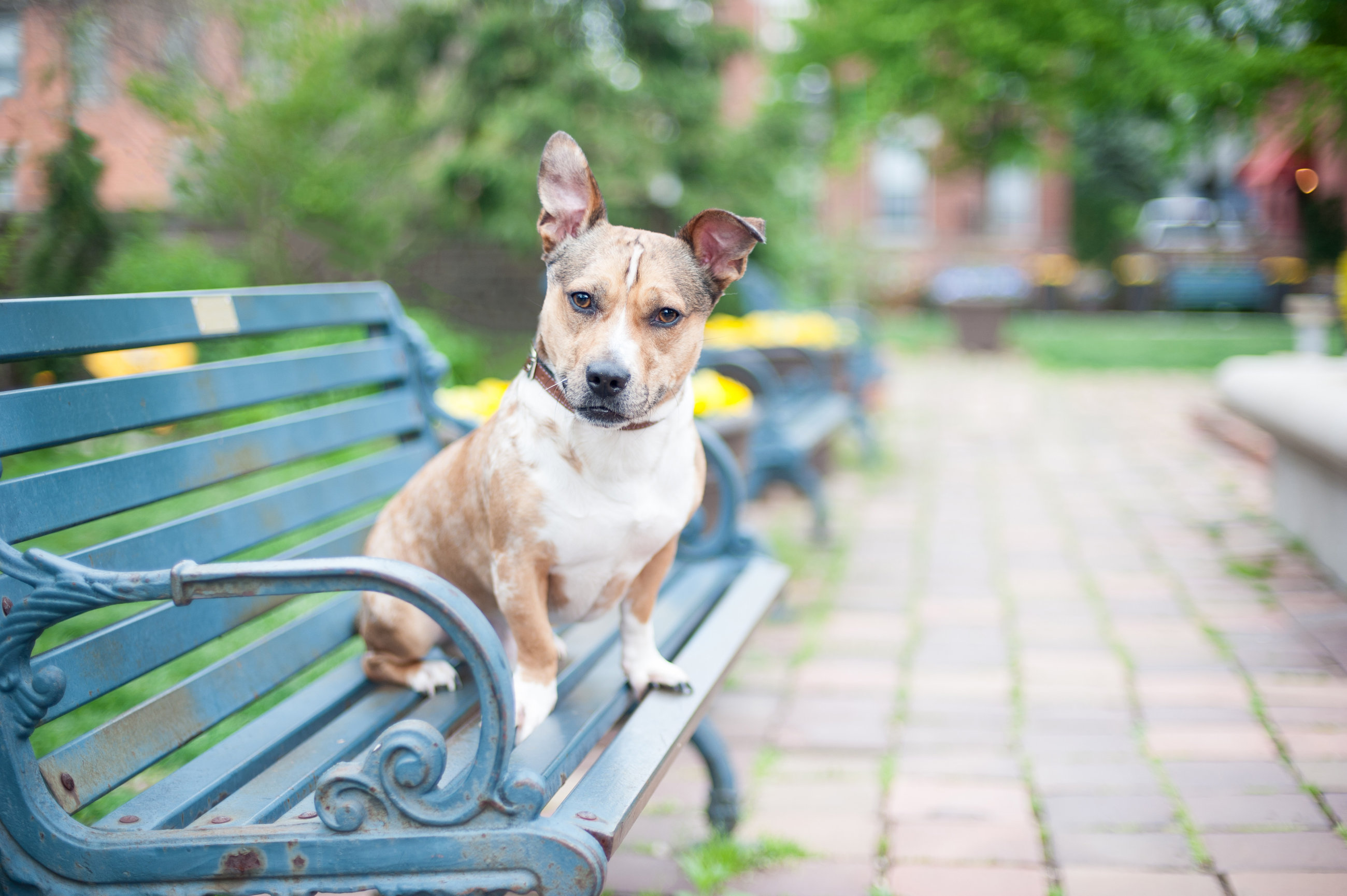 Dog Photography Columbus Ohio