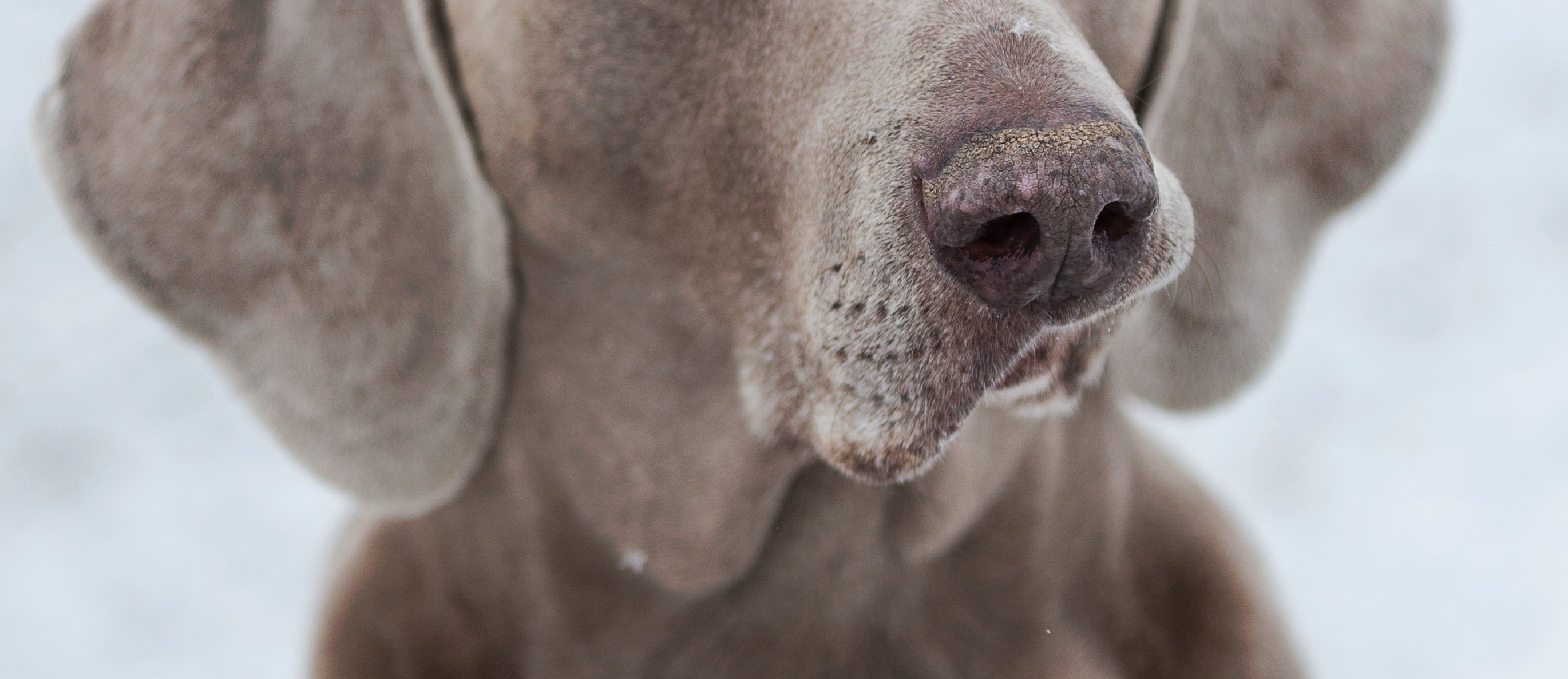 Paws Up Pet Photography - Edmonton Pet Photographer