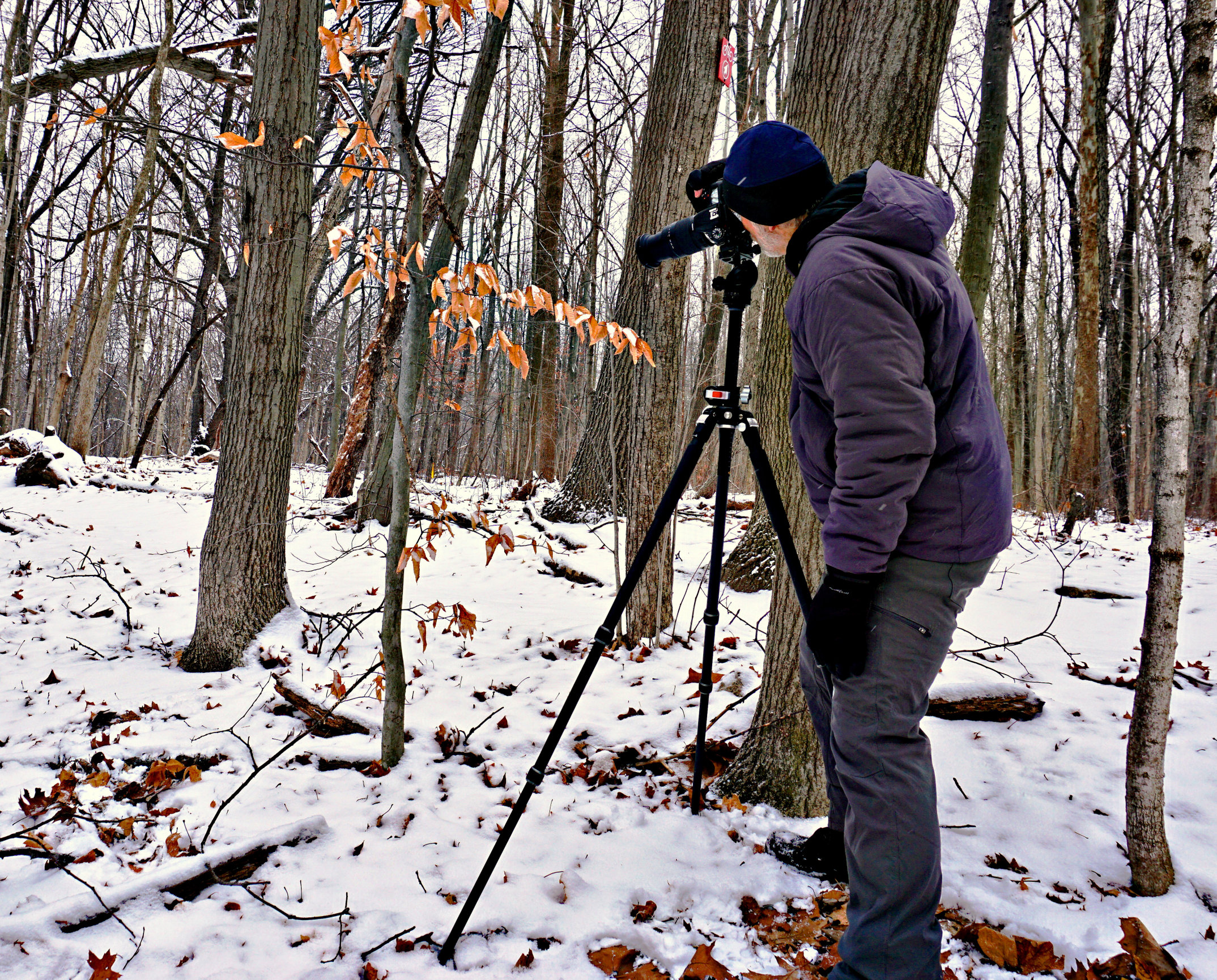 Winter Beech Leaves - Mike Moats - Award Winning Macro Photographer